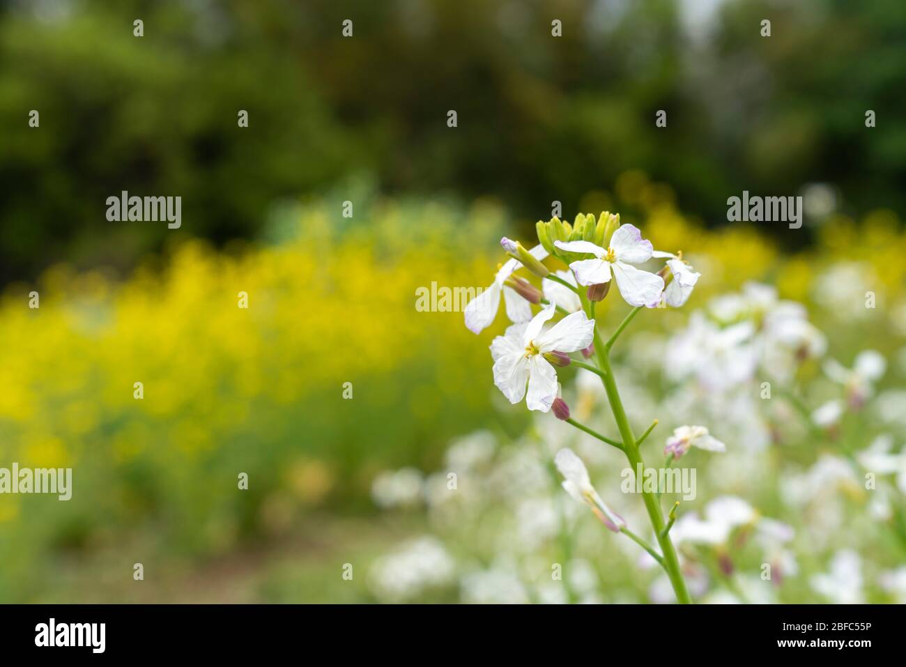 Flower of Japanese Daikon radish, Isehara City, Kanagawa Prefrecture ...