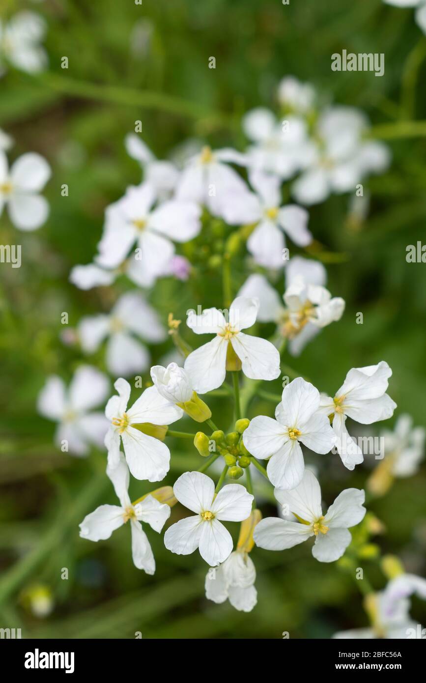 Flower of Japanese Daikon radish, Isehara City, Kanagawa Prefrecture ...