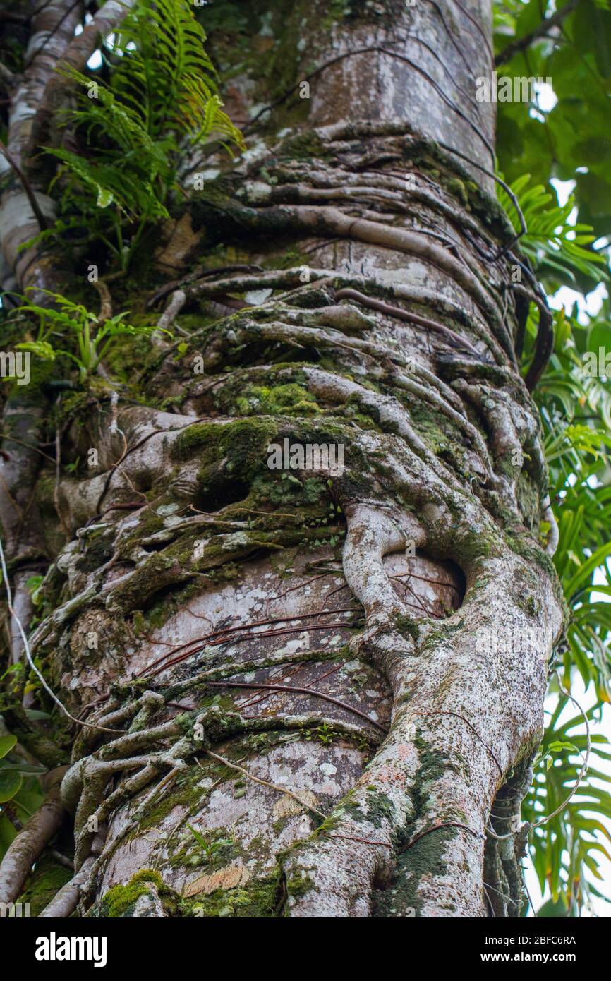 Rainforest coexistence hi-res stock photography and images - Alamy