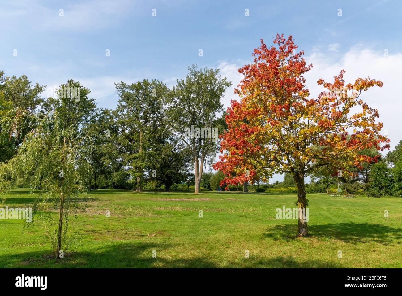 Early fall on Toronto island Stock Photo - Alamy