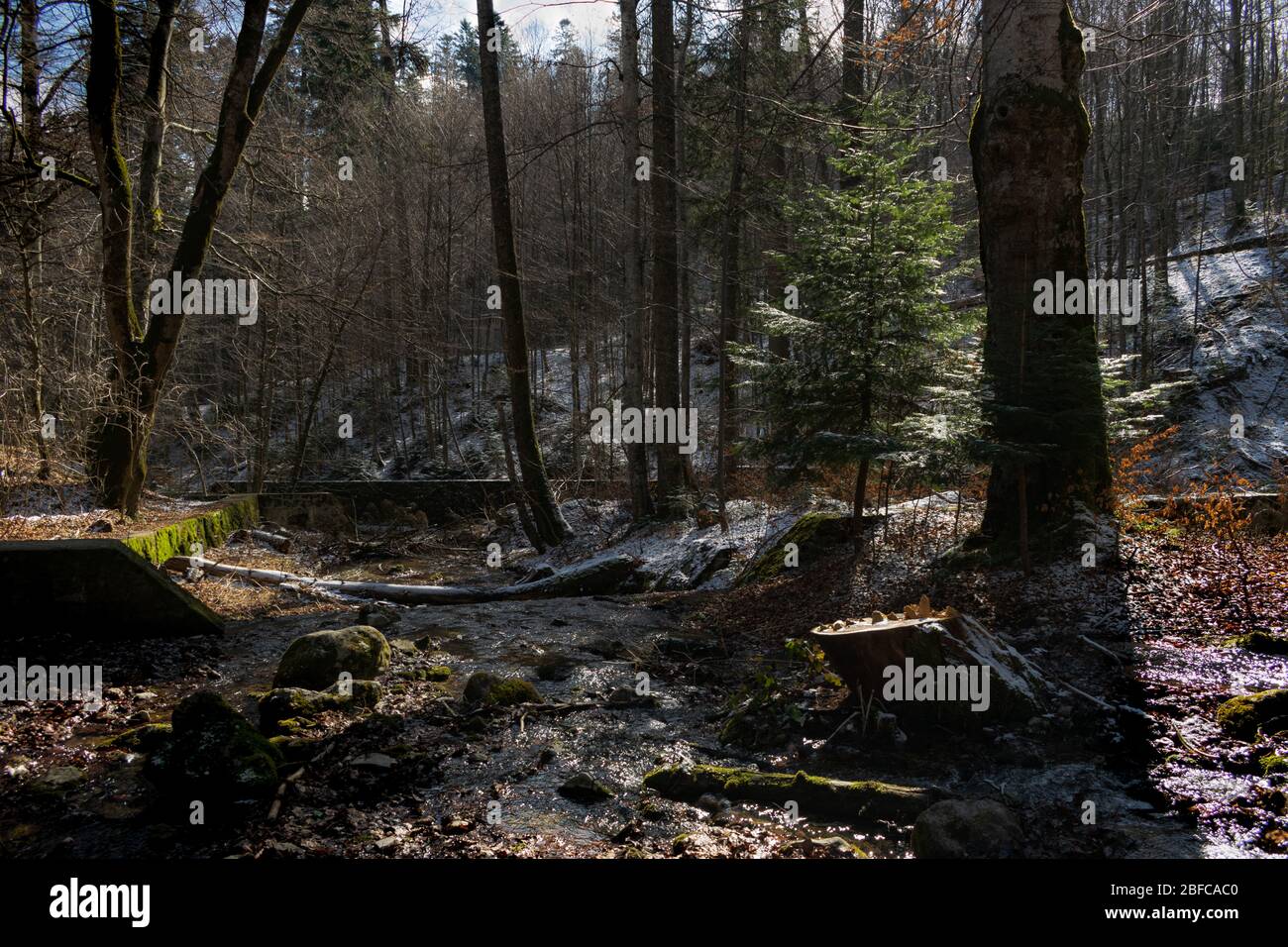 River going down the forest Stock Photo - Alamy