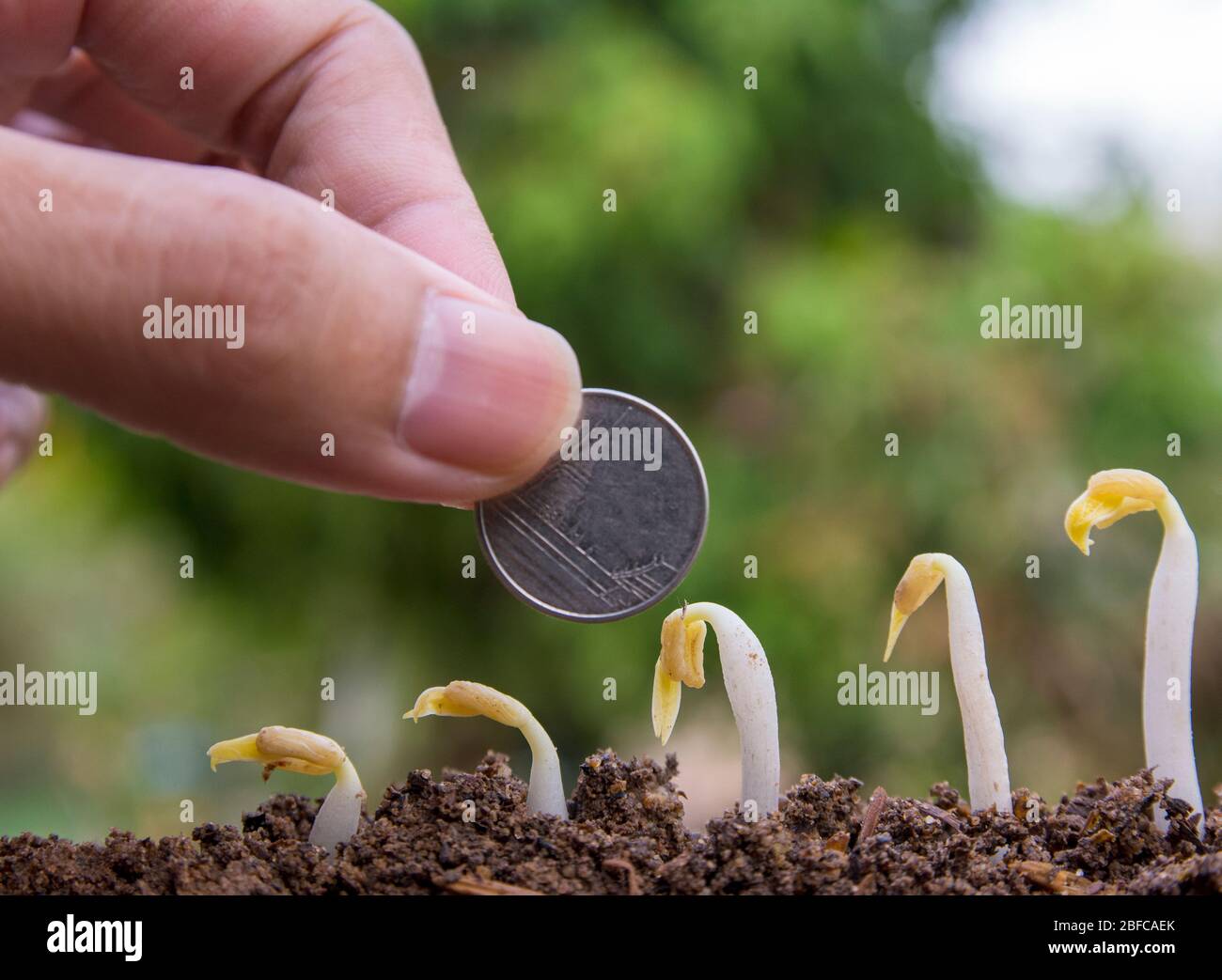 spring seed to tree, agriculture plant seeding growing step concept in ...