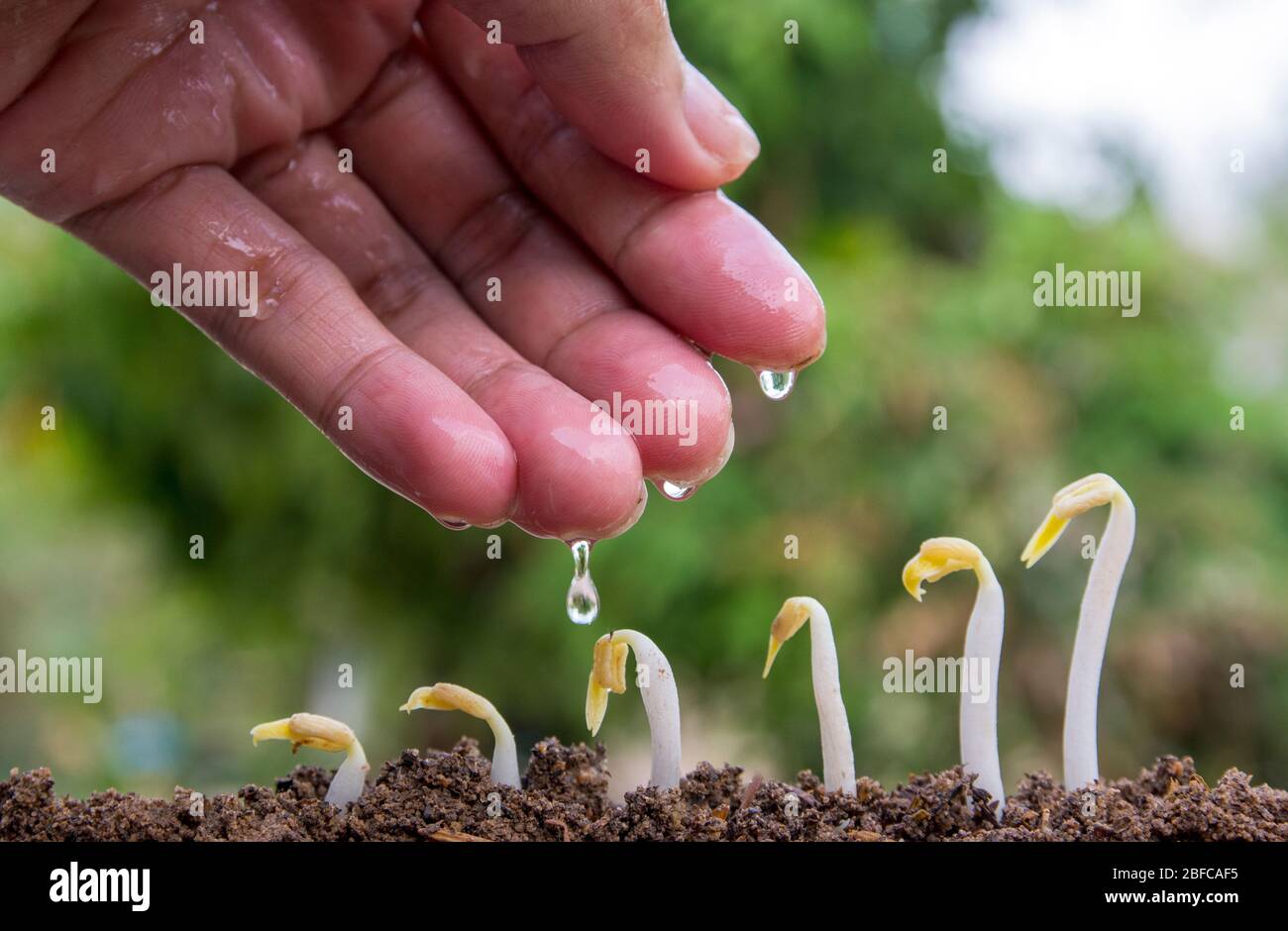 spring seed to tree, agriculture plant seeding growing step concept in ...