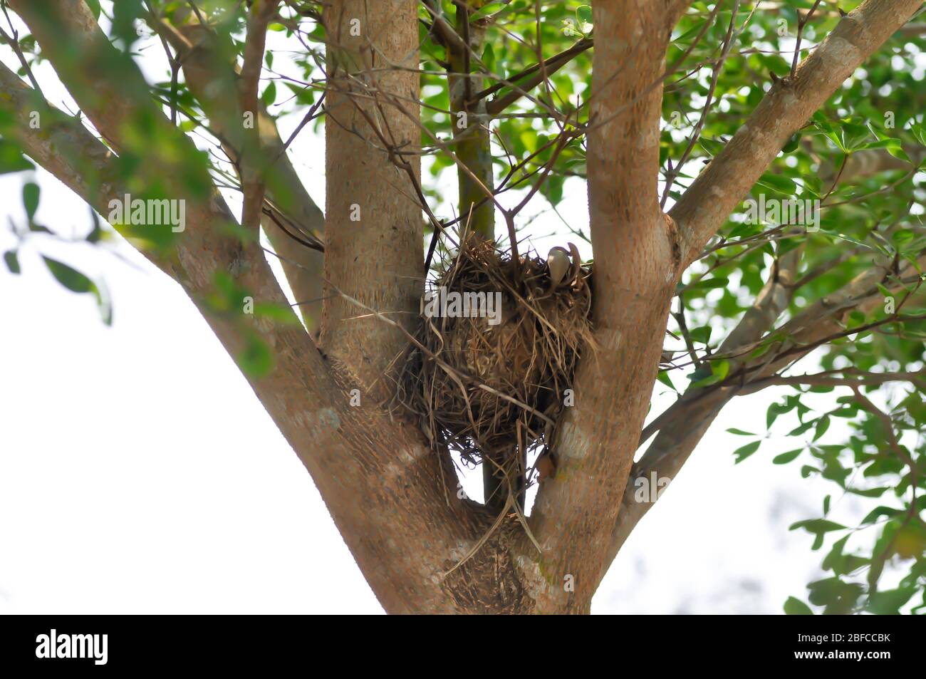 Terminalia ivorensis hi-res stock photography and images - Alamy