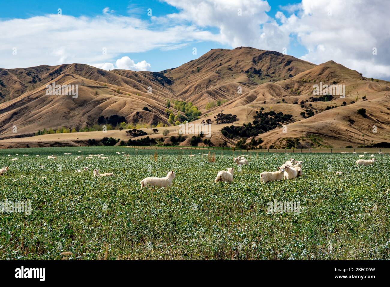 A Flock of sheep eating the crops in the farm under the dry summer ...