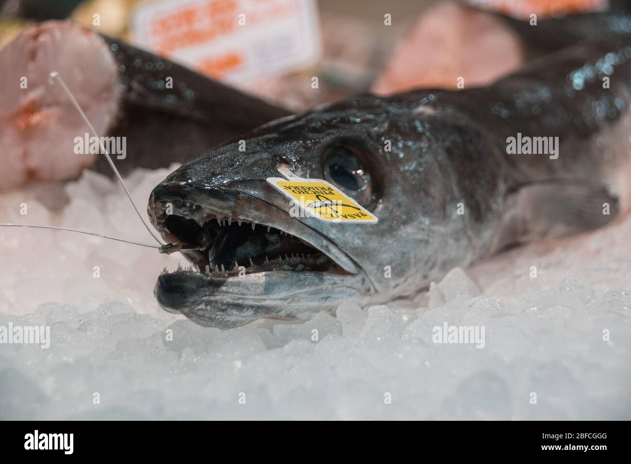A Fish on Ice in a Fish Market in Valencia, Spain (Mercado de Colon ...