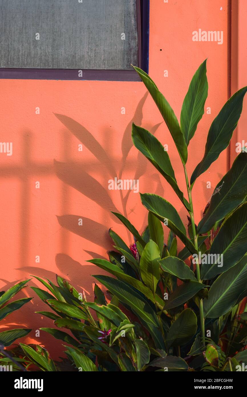 A plant and it's shadow in front of a window and colourfully painted ...