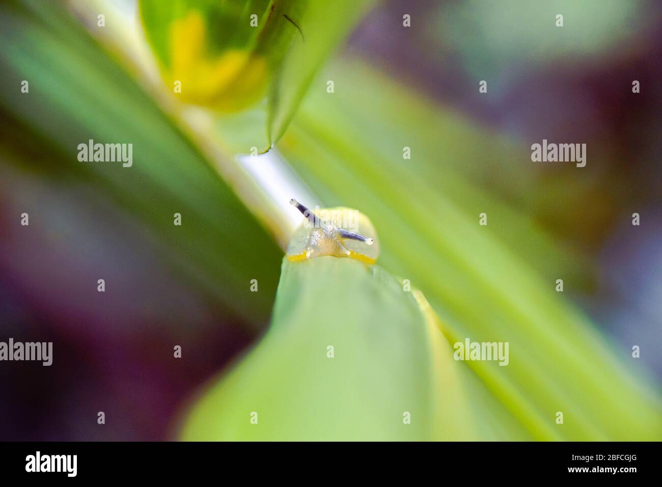 A Yellow Slug with Purple Antennae on a Leaf in El Yunque National Park ...