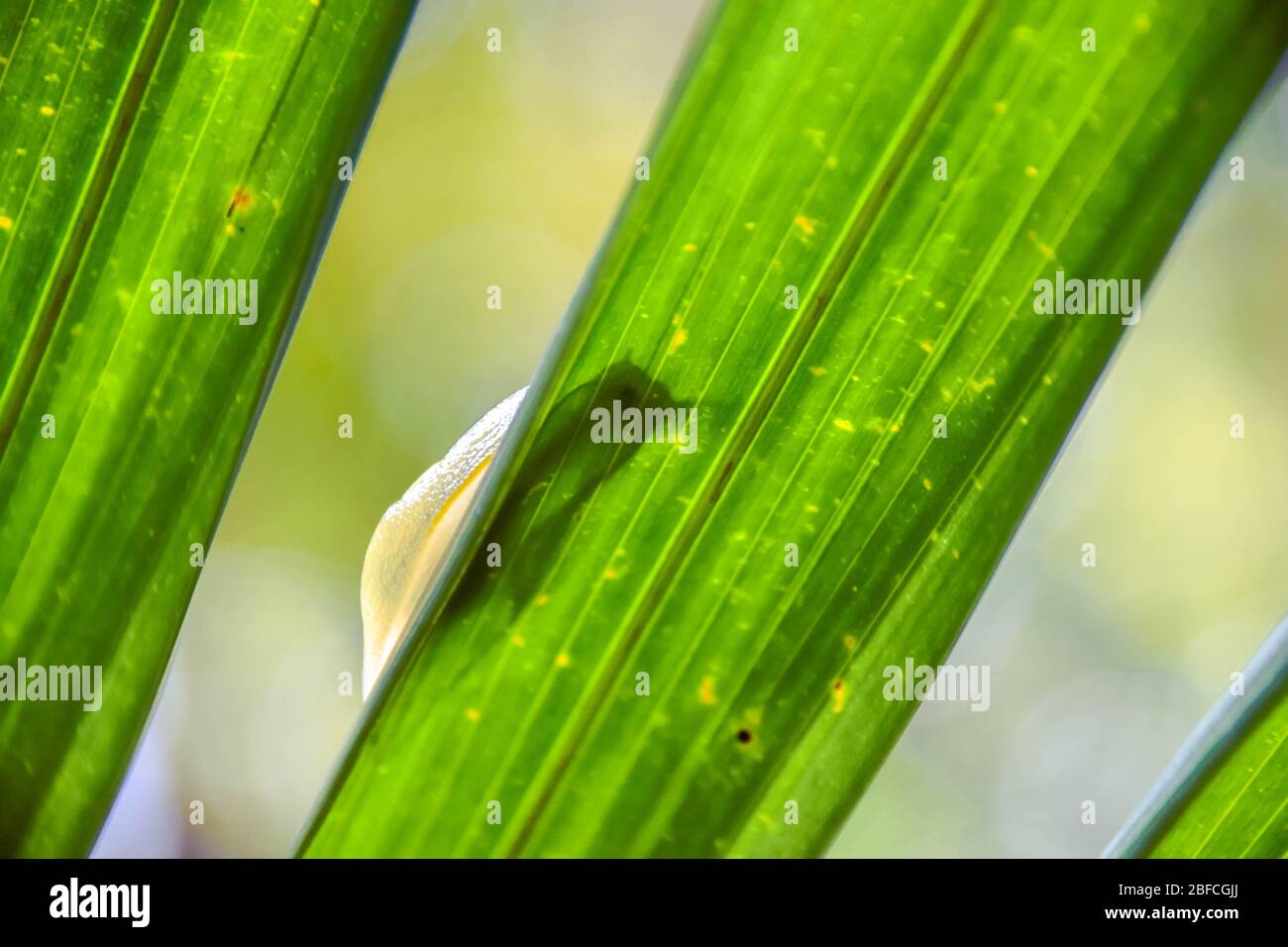 The Shadow of a Slug Under a Leaf in El Yunque National Park, Puerto ...