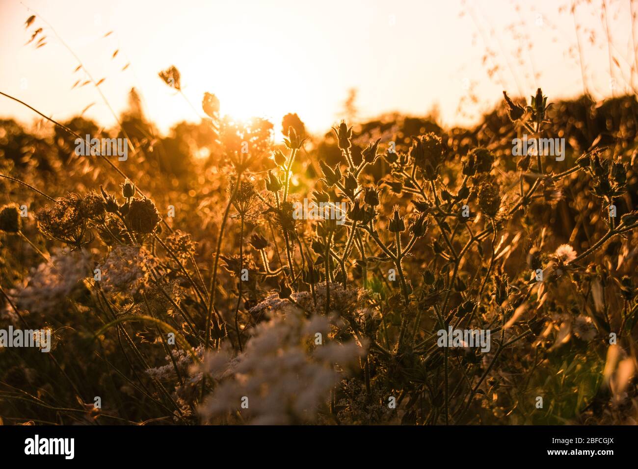Field golden plants in hi-res stock photography and images - Alamy