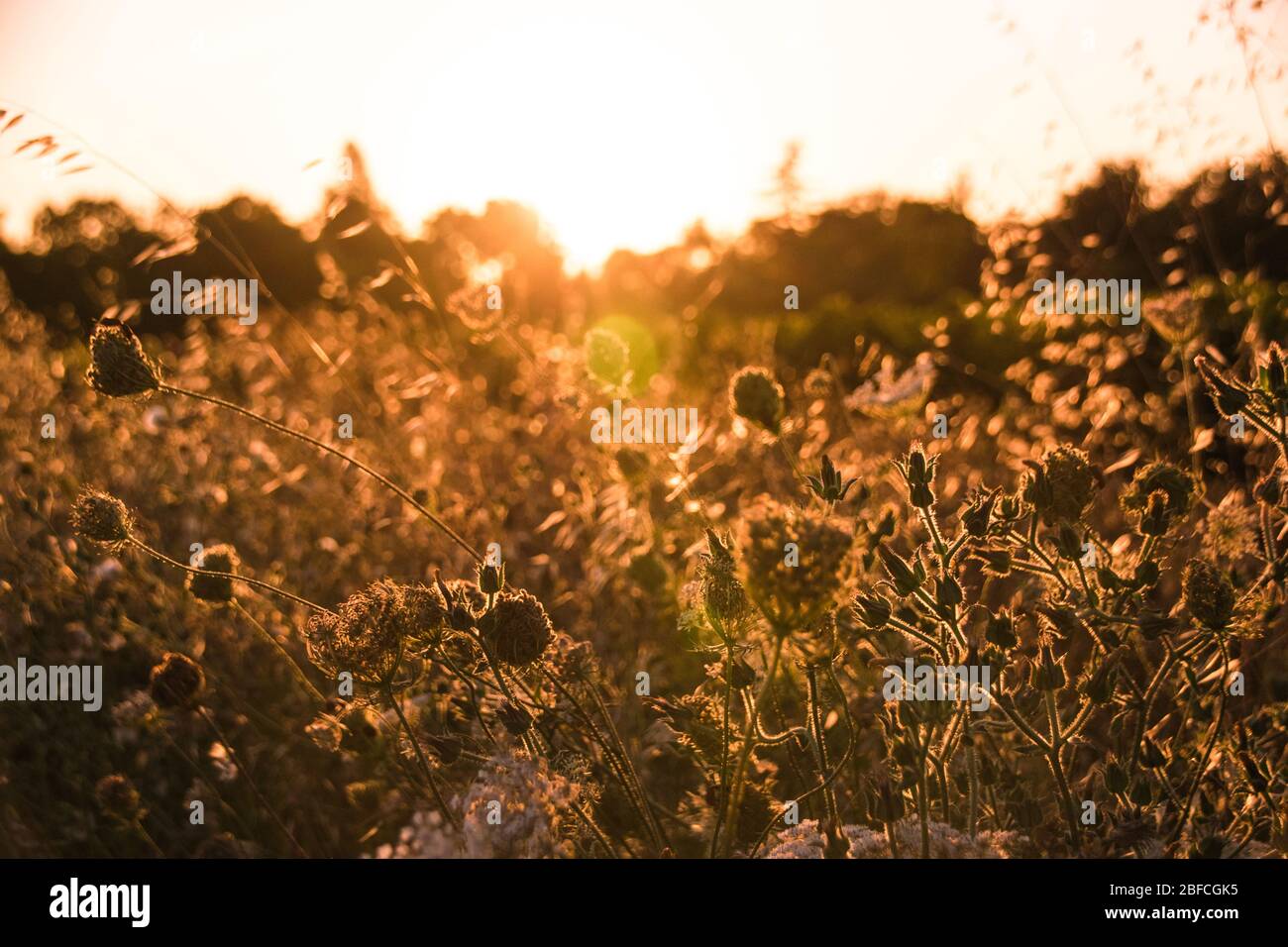 Plants with briars hi-res stock photography and images - Alamy