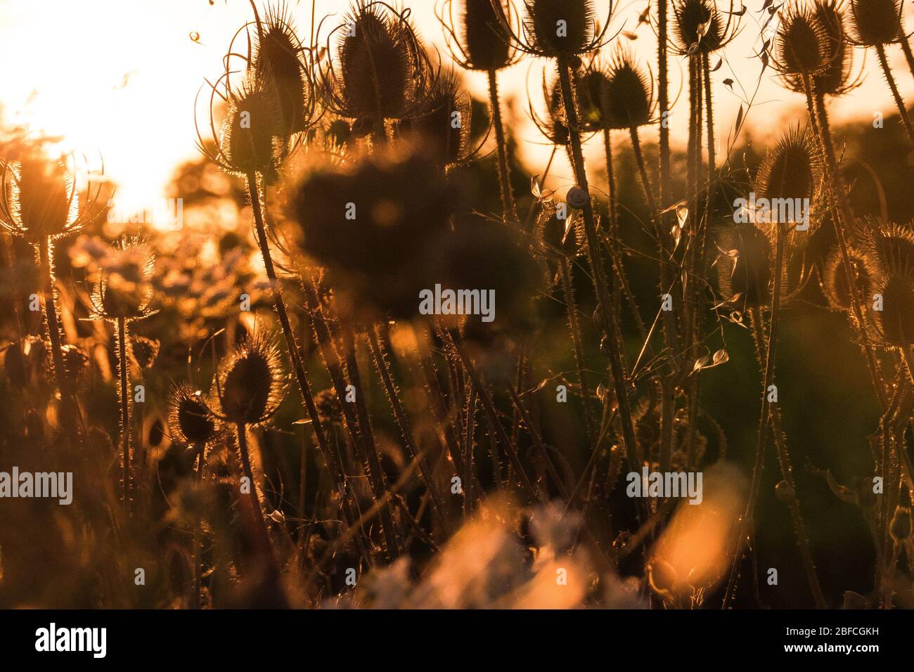 Plants with briars hi-res stock photography and images - Alamy