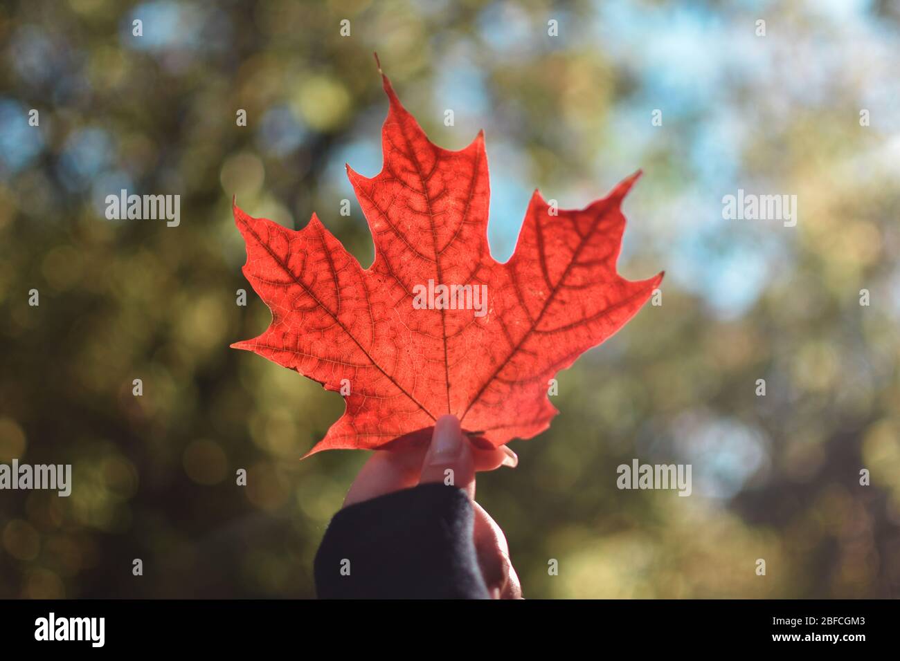 Canada toronto nail hi-res stock photography and images - Alamy
