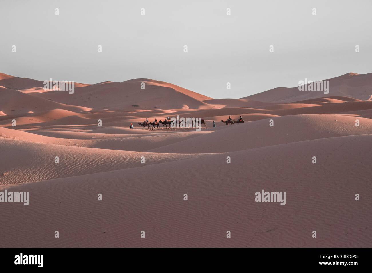 A line of camels walks through the Sahara Desert Stock Photo - Alamy