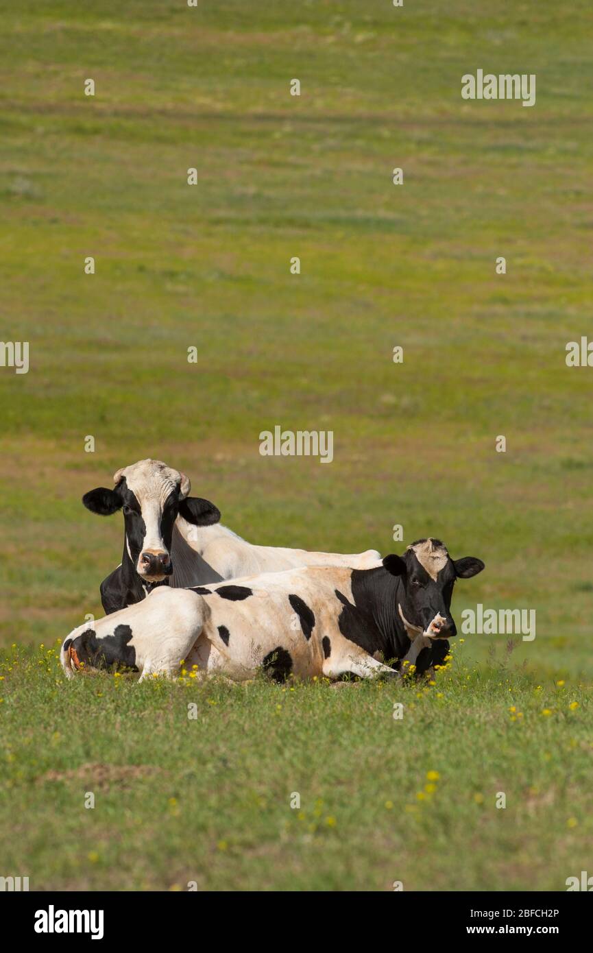 two black and white holstein cows laying down in field of green pasture ...