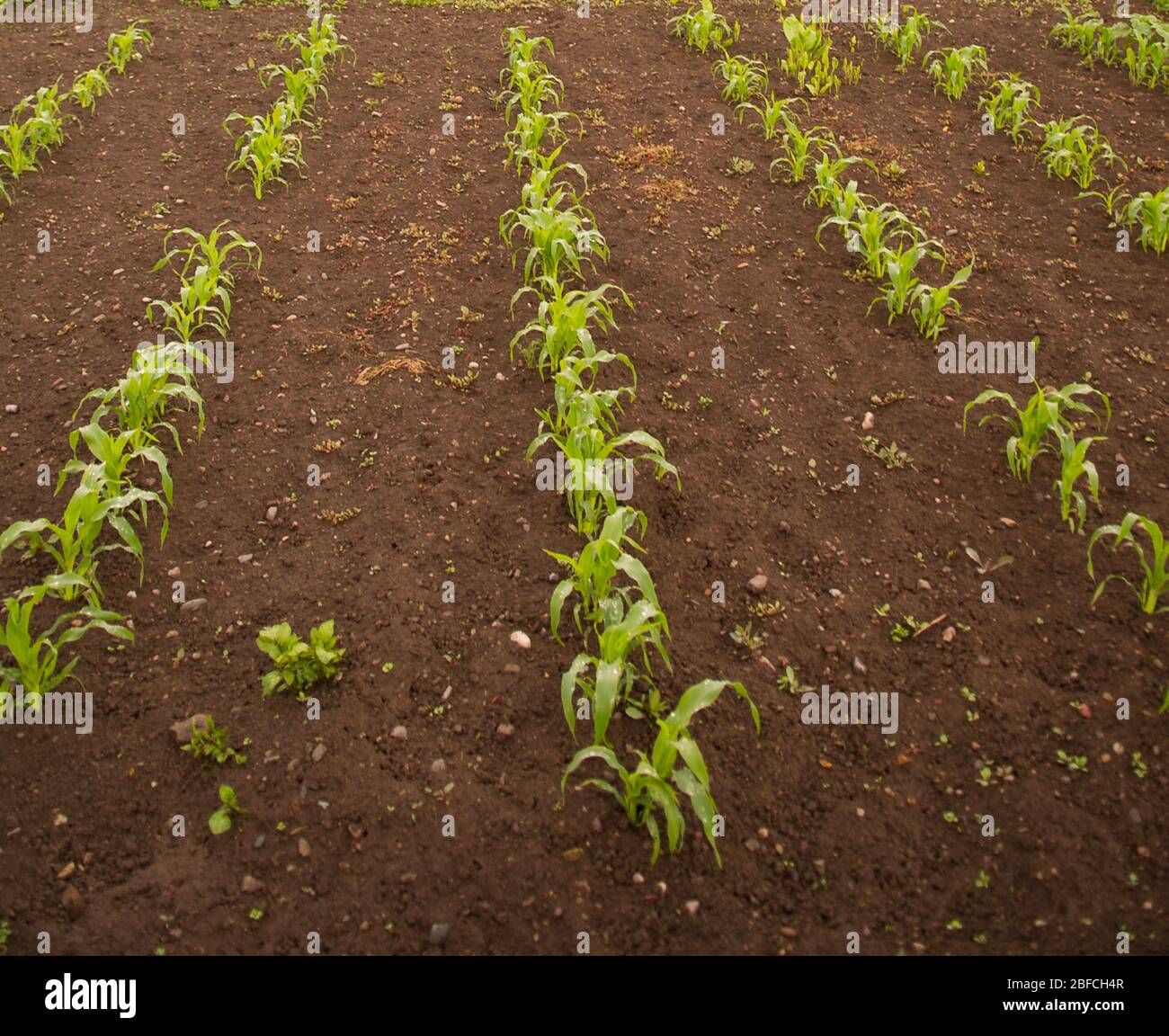 Rows of Small Corn Stalks Sprouting in Home backyard Vegetable Garden ...