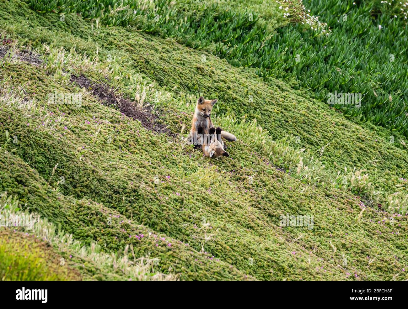 Baby foxes playing in a field Stock Photo - Alamy