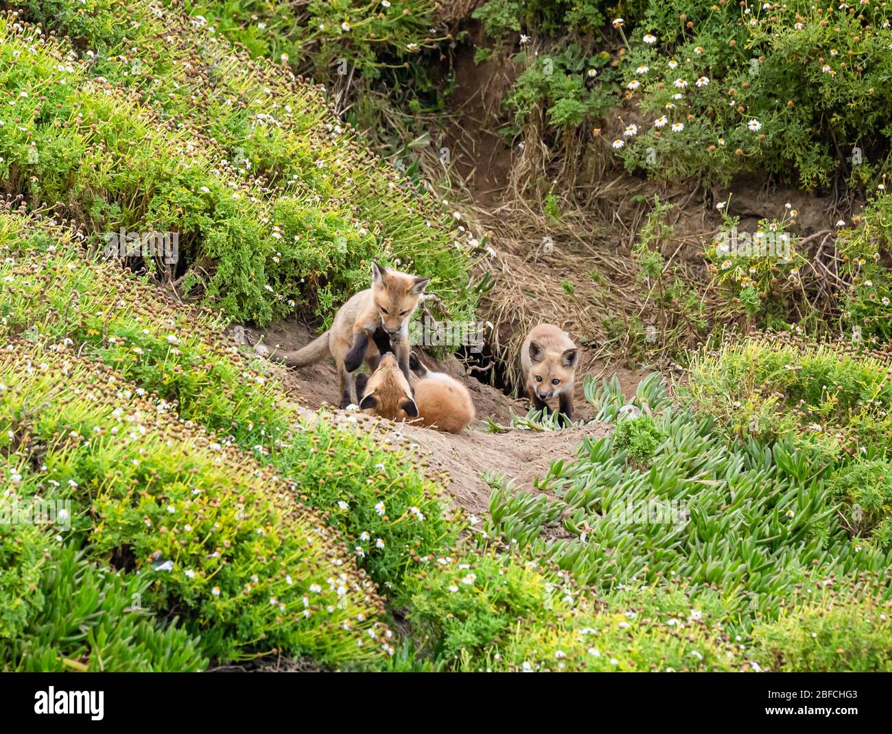 Baby foxes hi-res stock photography and images - Alamy