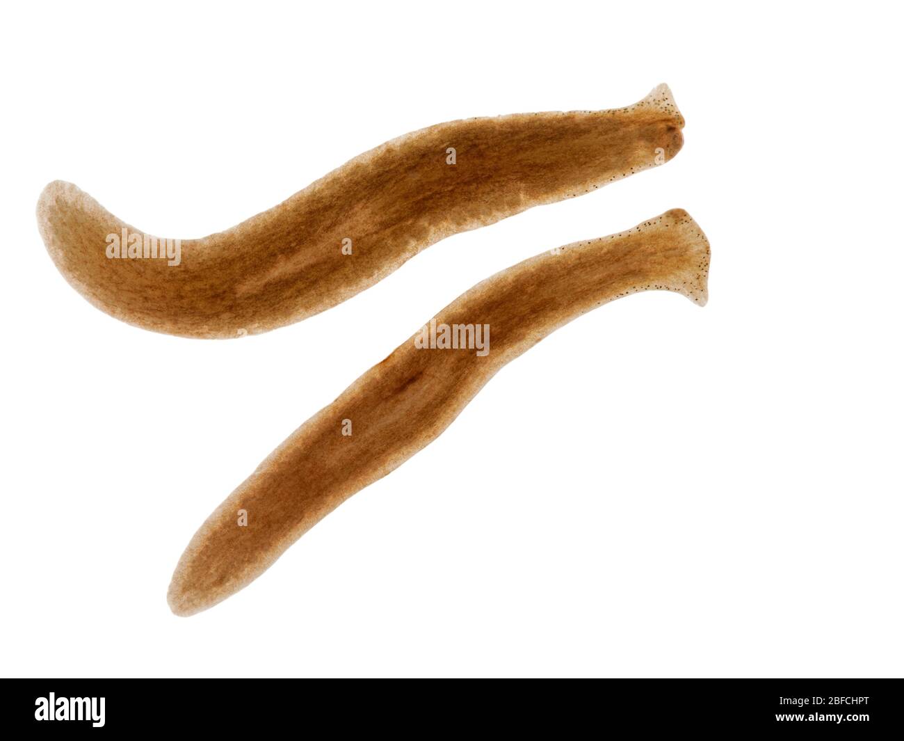 Planaria Sp