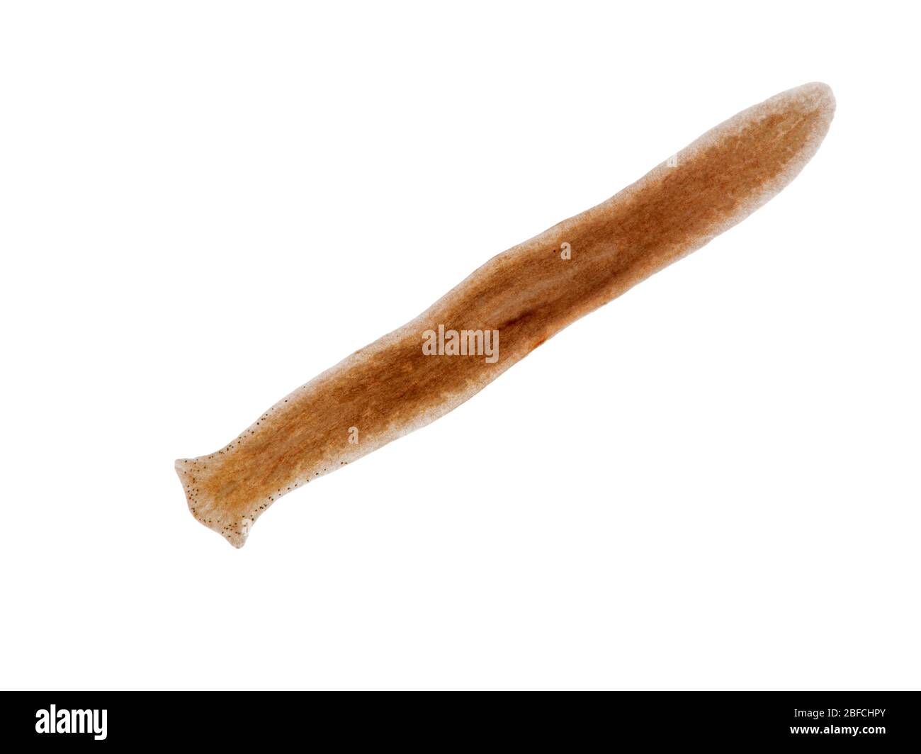 Freshwater flatworm planaria hi-res stock photography and images - Alamy