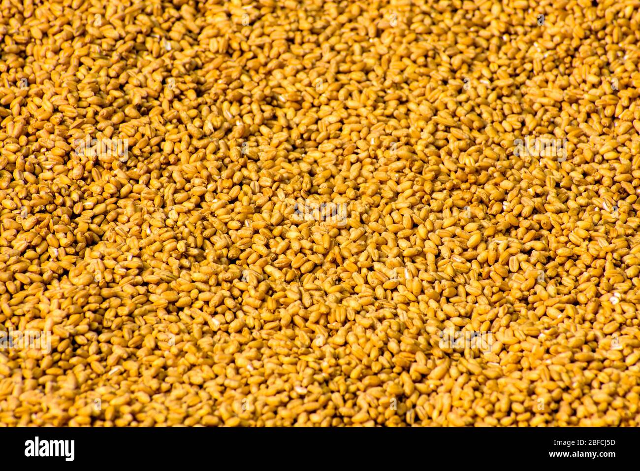 Processed corn hi-res stock photography and images - Alamy