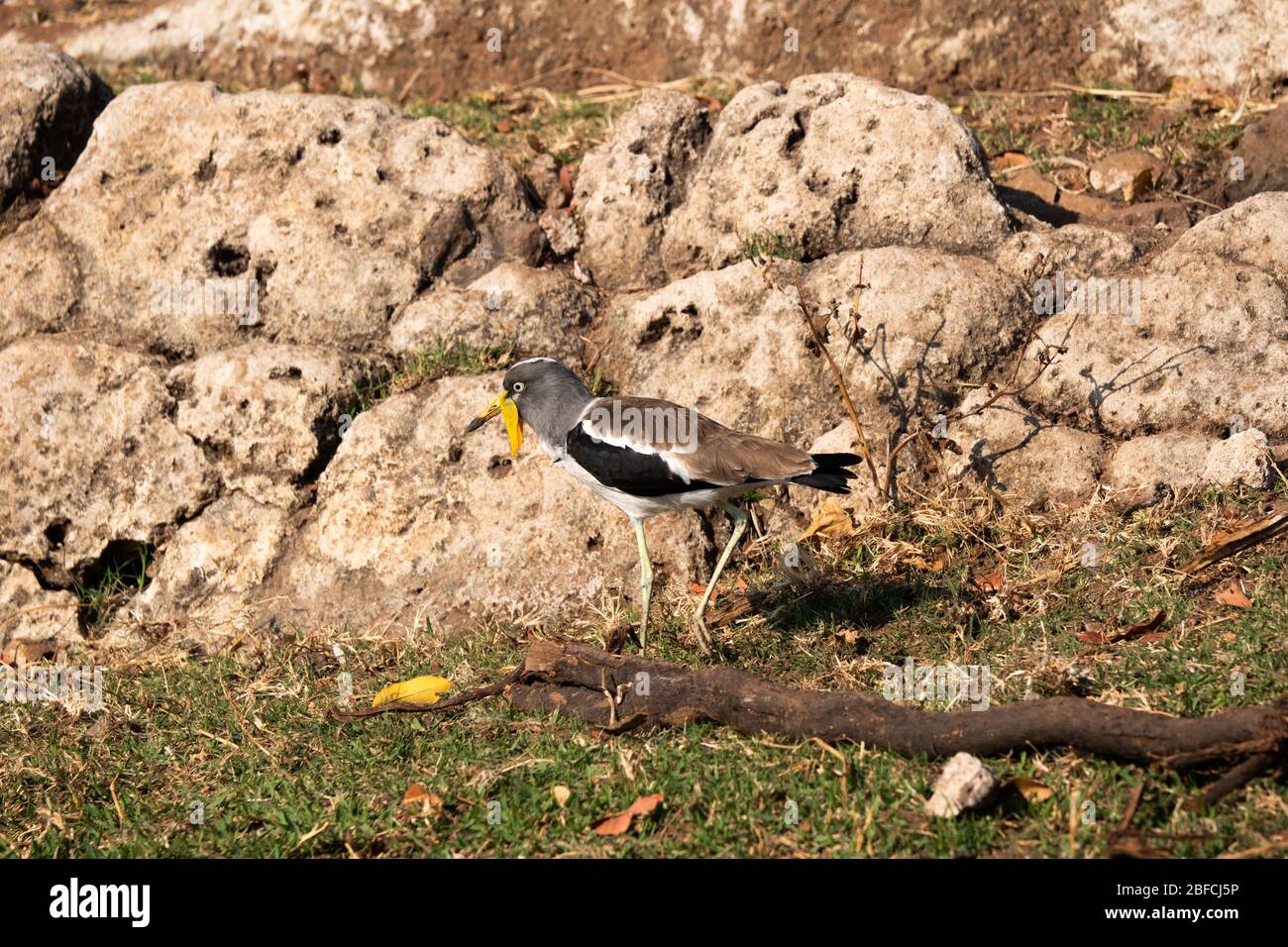 White headed wattled plover hi-res stock photography and images - Alamy
