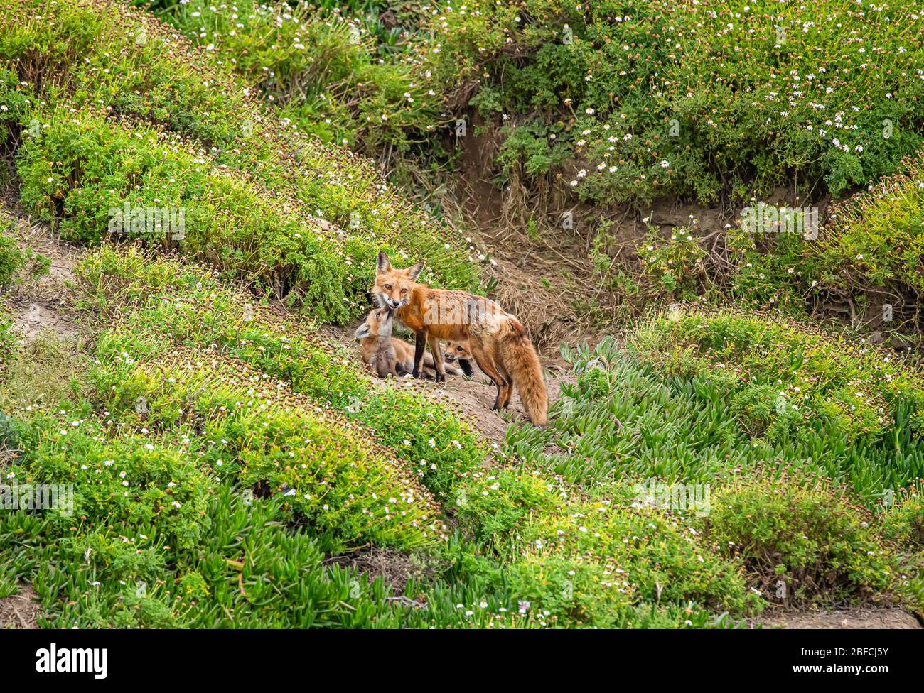 Mother fox with her young pups on hillside Stock Photo - Alamy