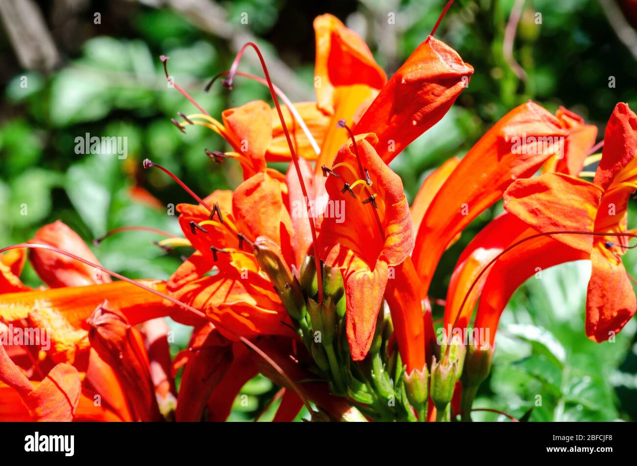 Shrub vine hi-res stock photography and images - Alamy