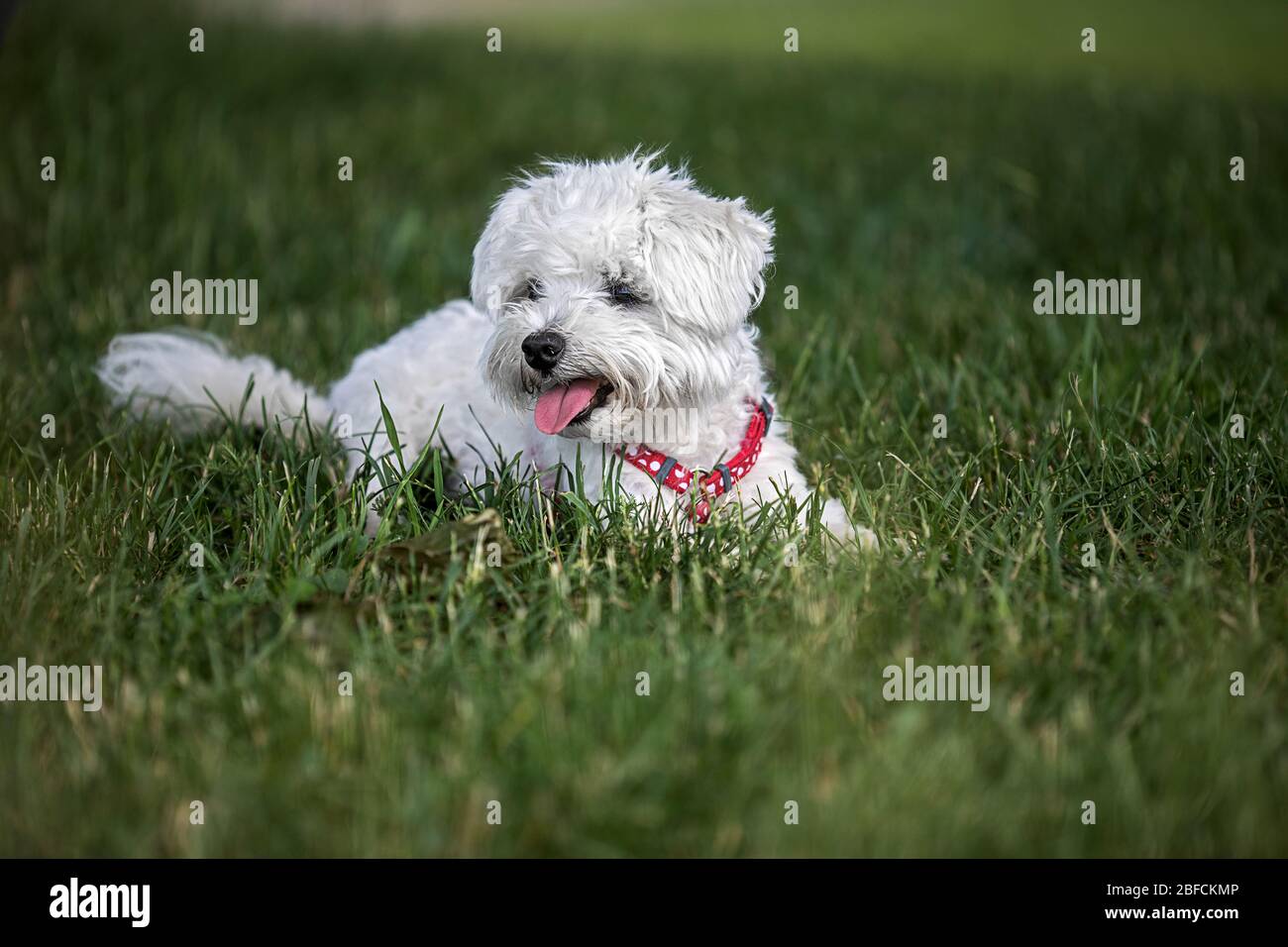 cute little maltese dog resting in the garden Stock Photo - Alamy