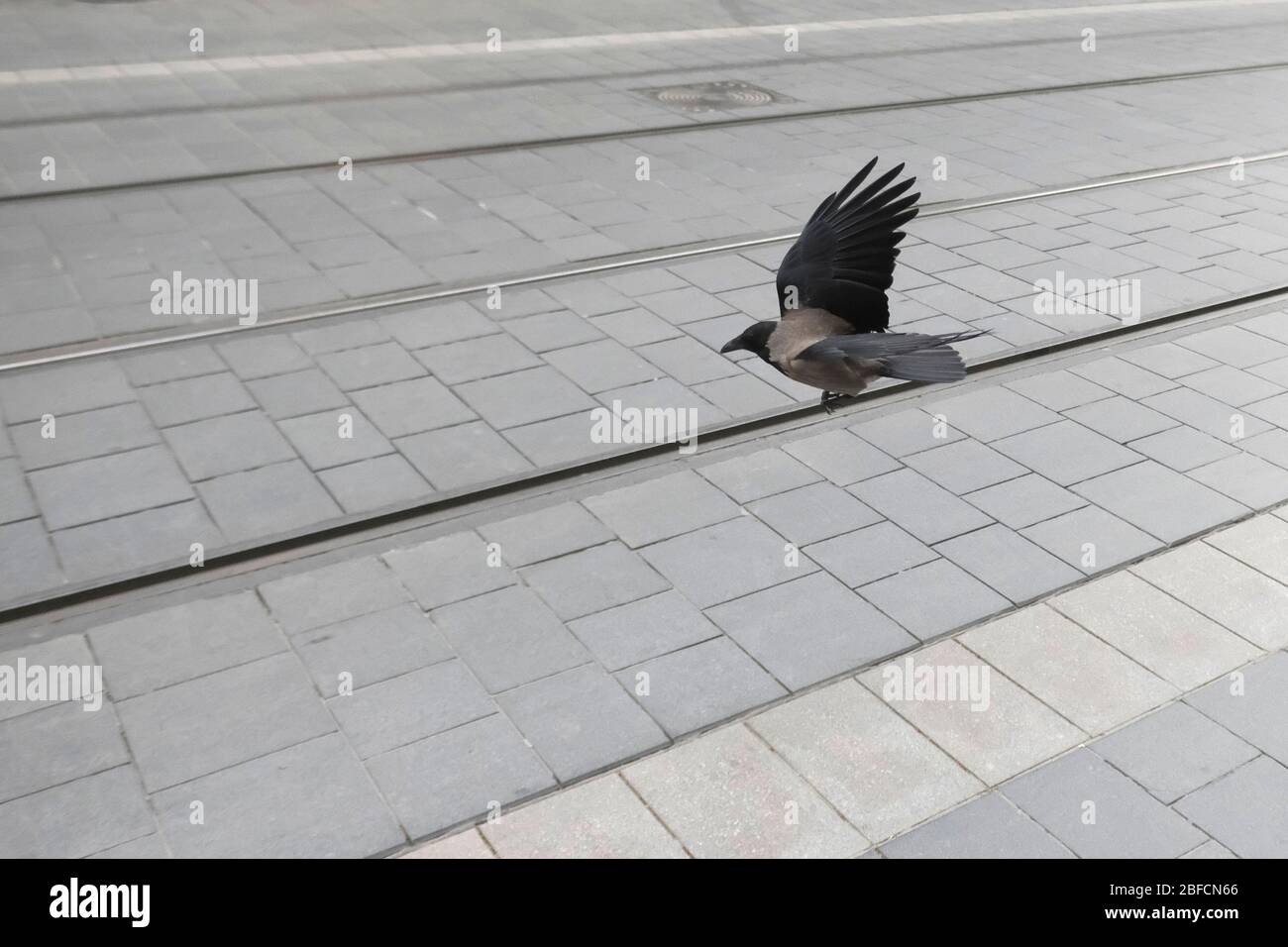 A crow flying over rails of the Jerusalem Light Rail or Jerusalem ...