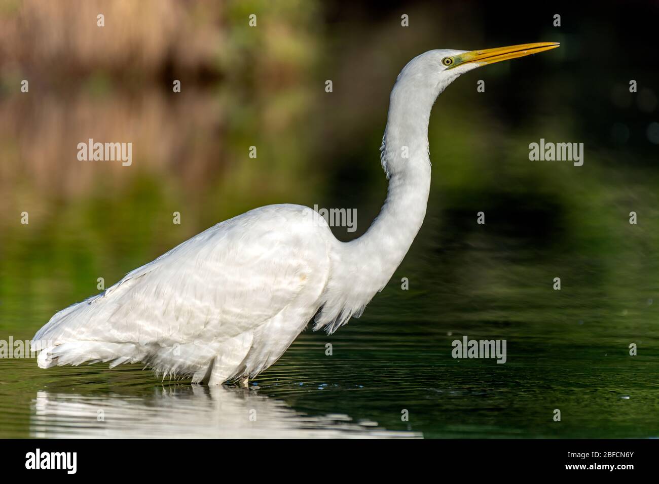 GREAT EGRET FISHING IN A RIVER Stock Photo - Alamy