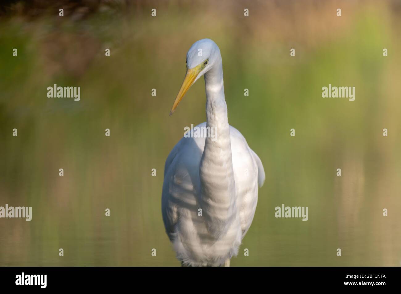 GREAT EGRET FISHING IN A RIVER Stock Photo - Alamy