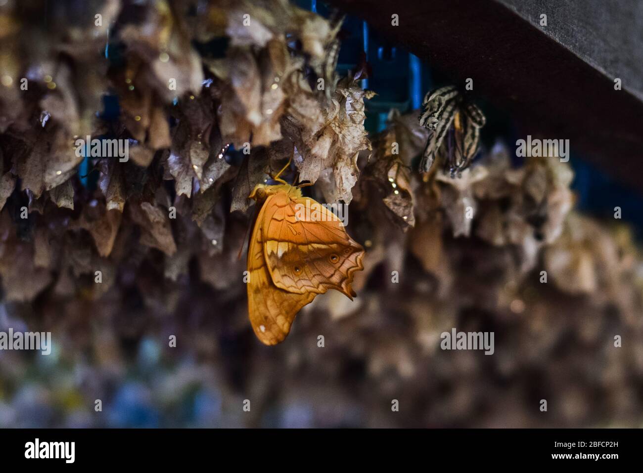 Newborn butterflies at the butterfly garden in Bali Stock Photo - Alamy