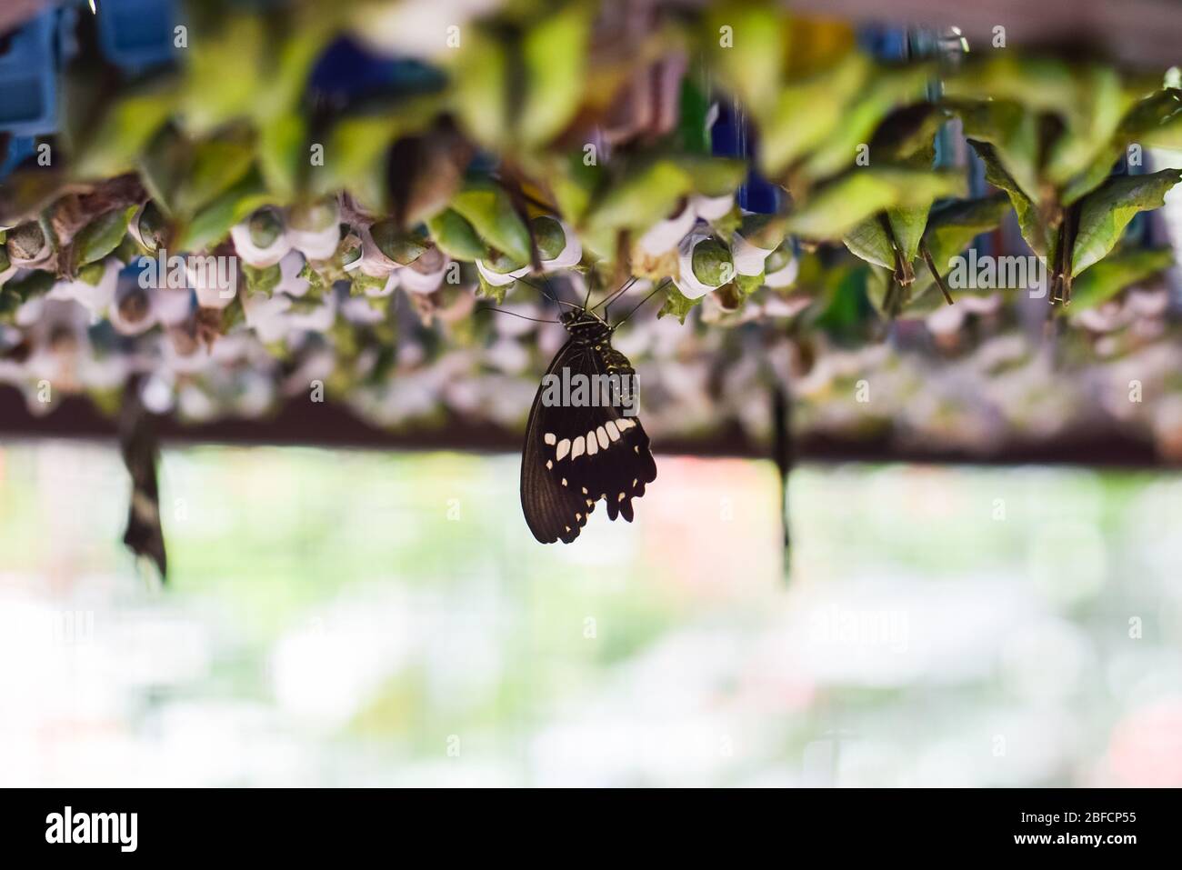 Newborn butterflies at the butterfly garden in Bali Stock Photo - Alamy