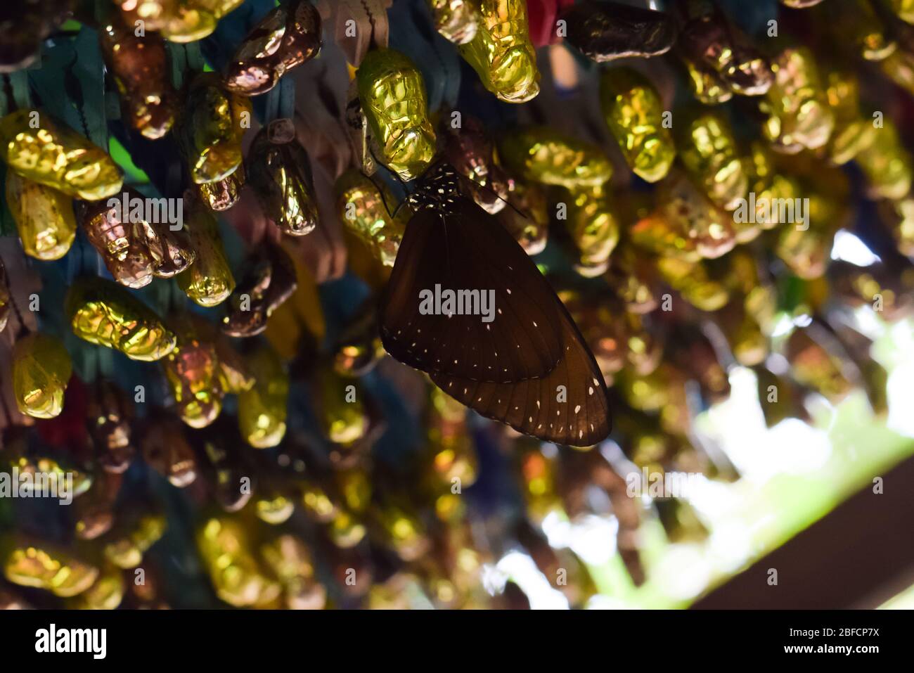 Newborn butterflies at the butterfly garden in Bali Stock Photo - Alamy