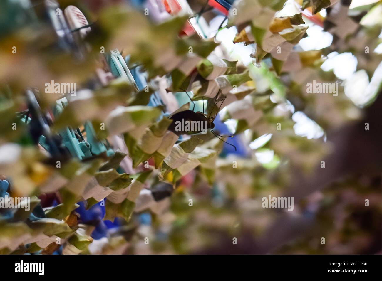 Newborn butterflies at the butterfly garden in Bali Stock Photo - Alamy
