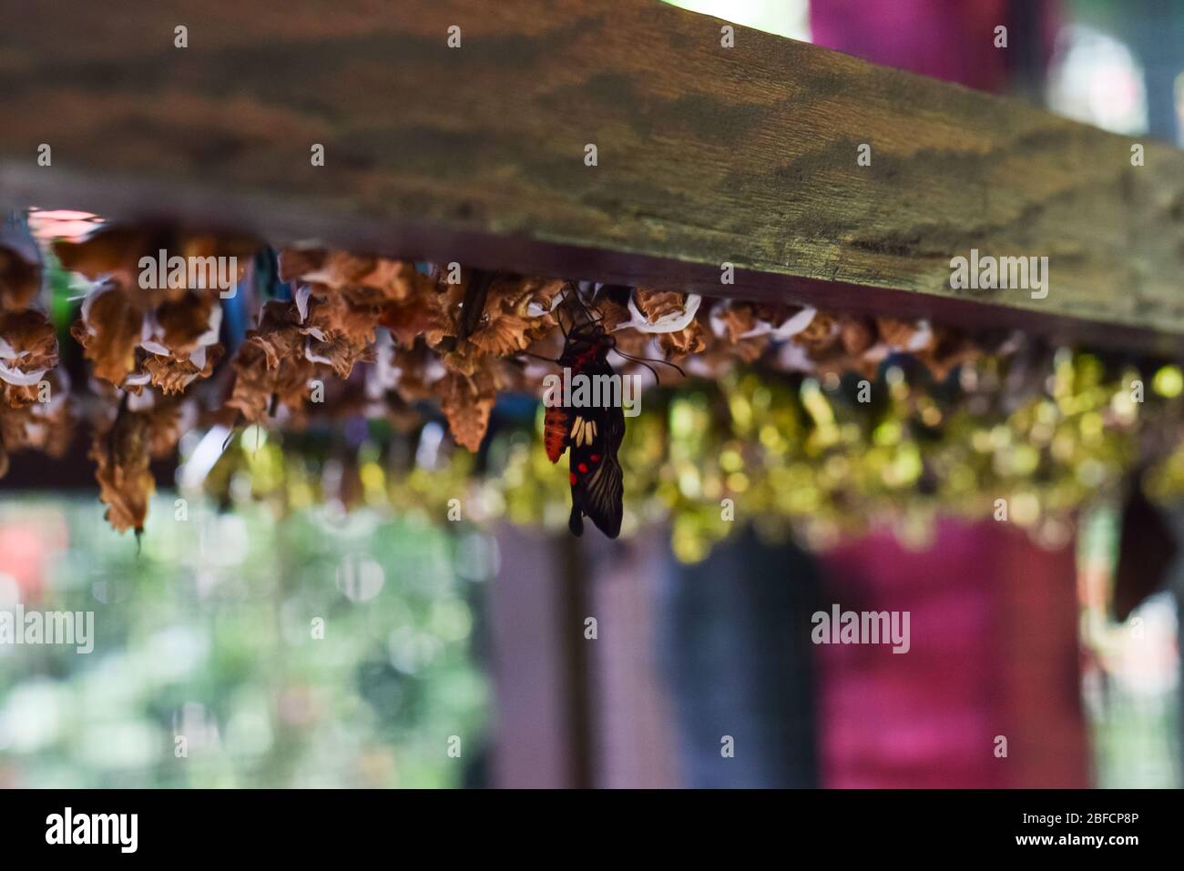 Bali butterflies hi-res stock photography and images - Alamy