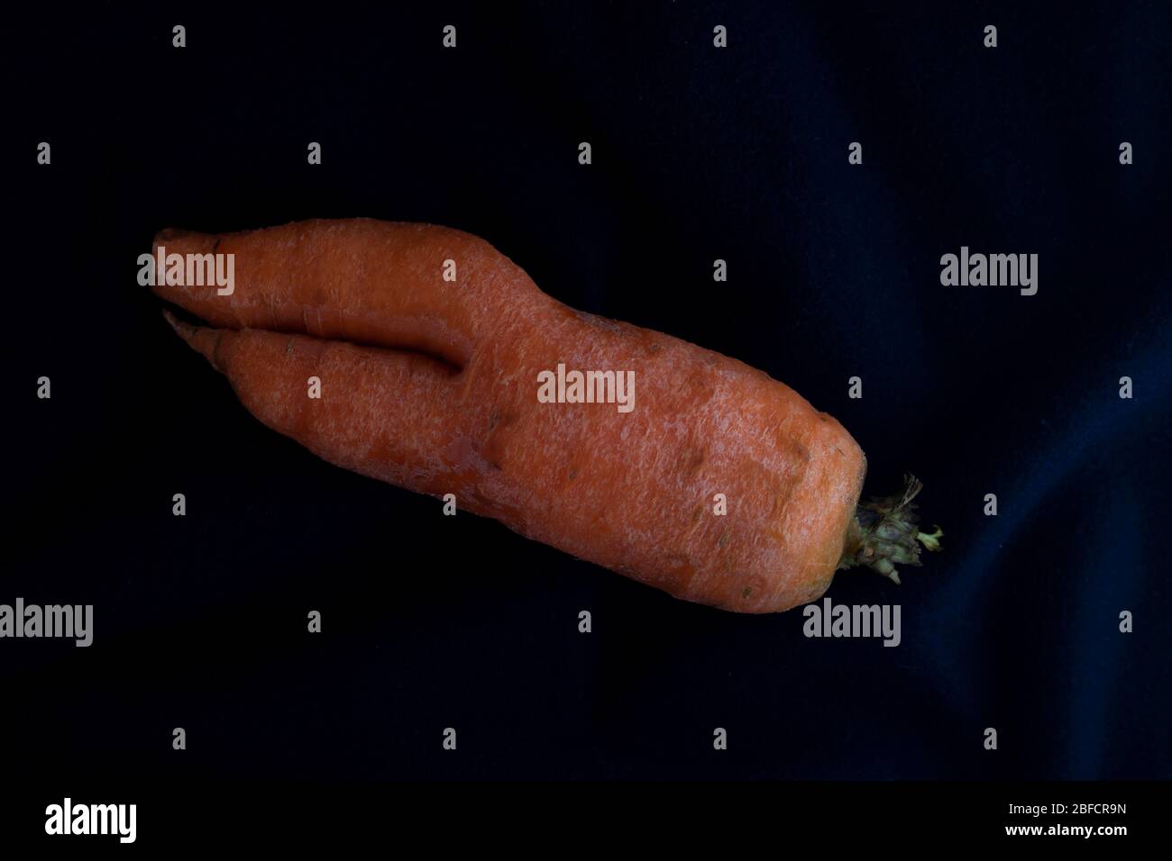 Homegrown ugly carrot on dark background. Low key, vertical orientation ...