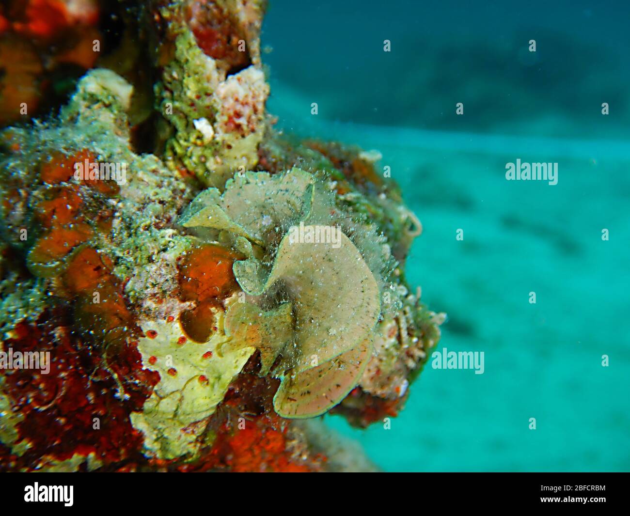 Lobophora variegata hi-res stock photography and images - Alamy