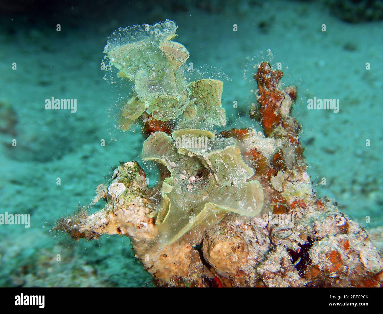 Padina seaweed hi-res stock photography and images - Alamy