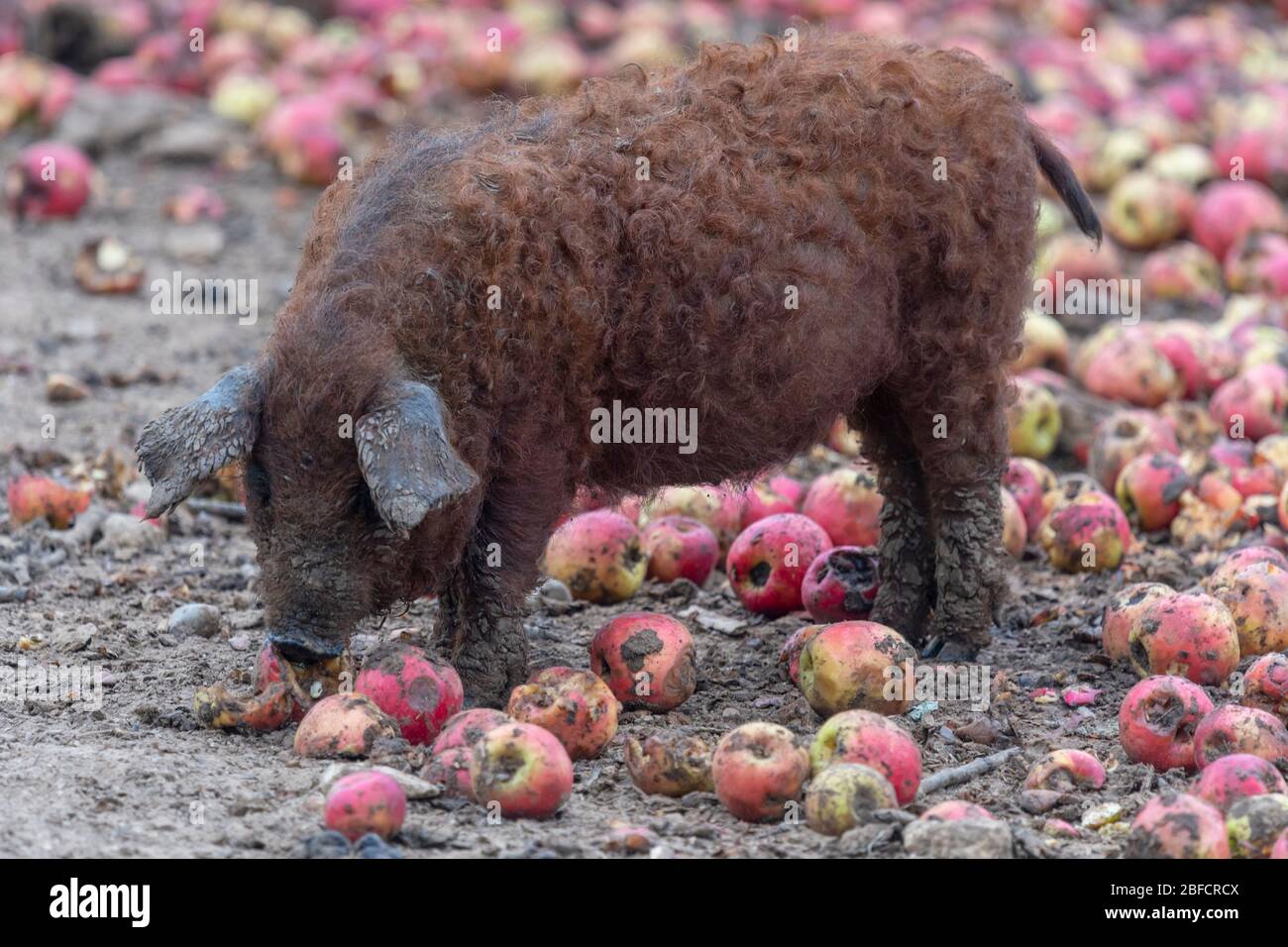 Cochon mangalitsa hi-res stock photography and images - Alamy