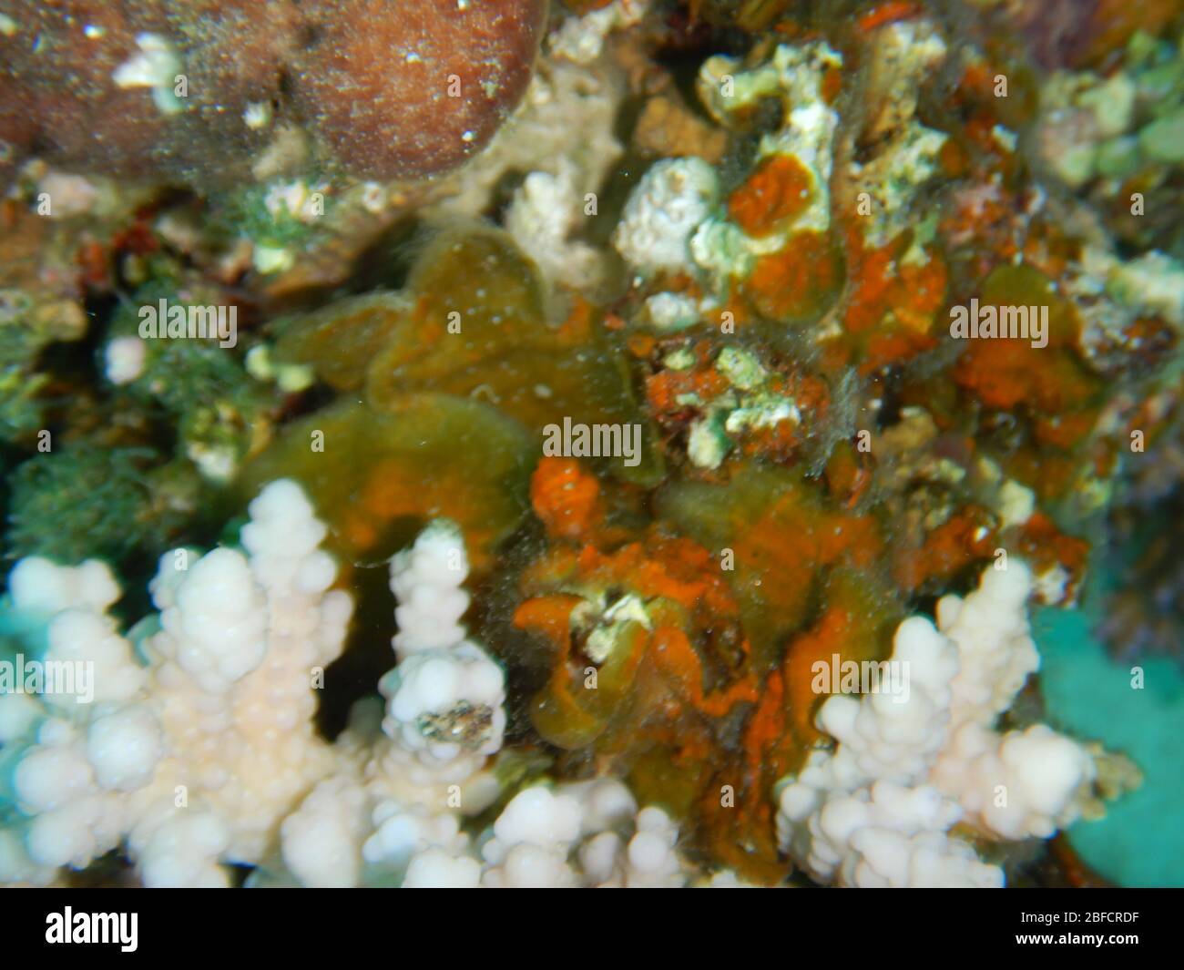 Lobophora variegata hi-res stock photography and images - Alamy