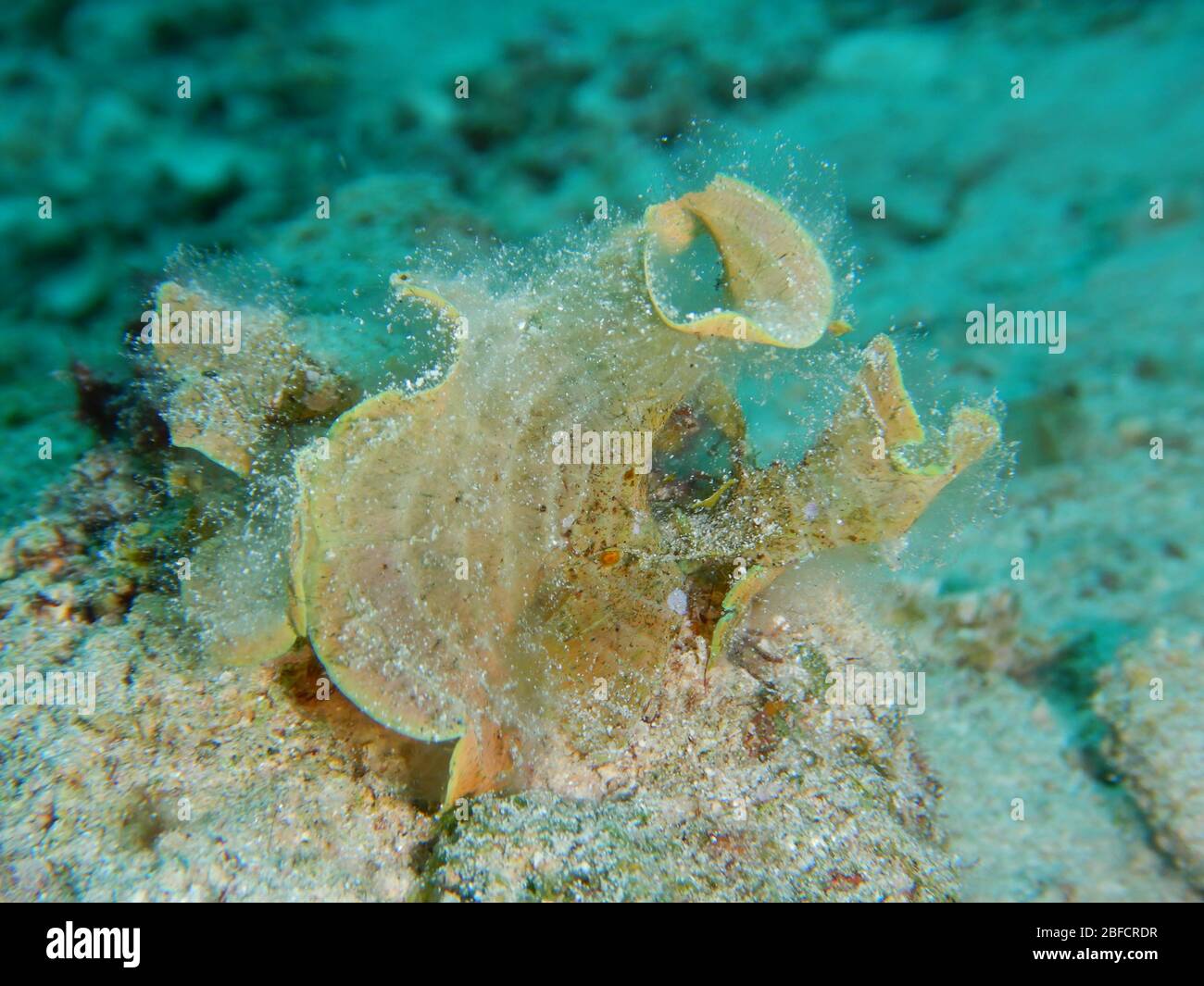 Padina hi-res stock photography and images - Alamy