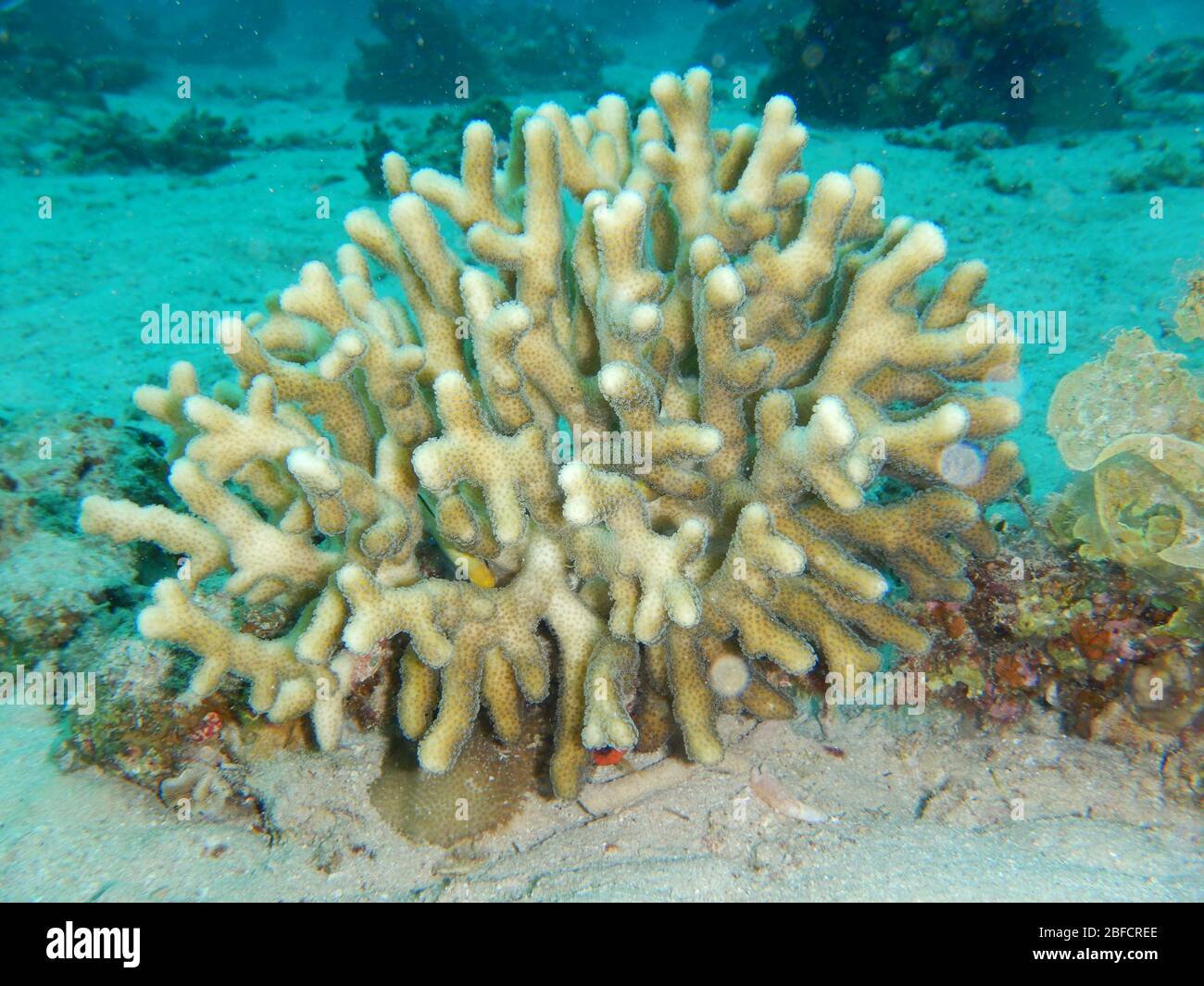 Coral Reef Ecosystem Stock Photo - Alamy