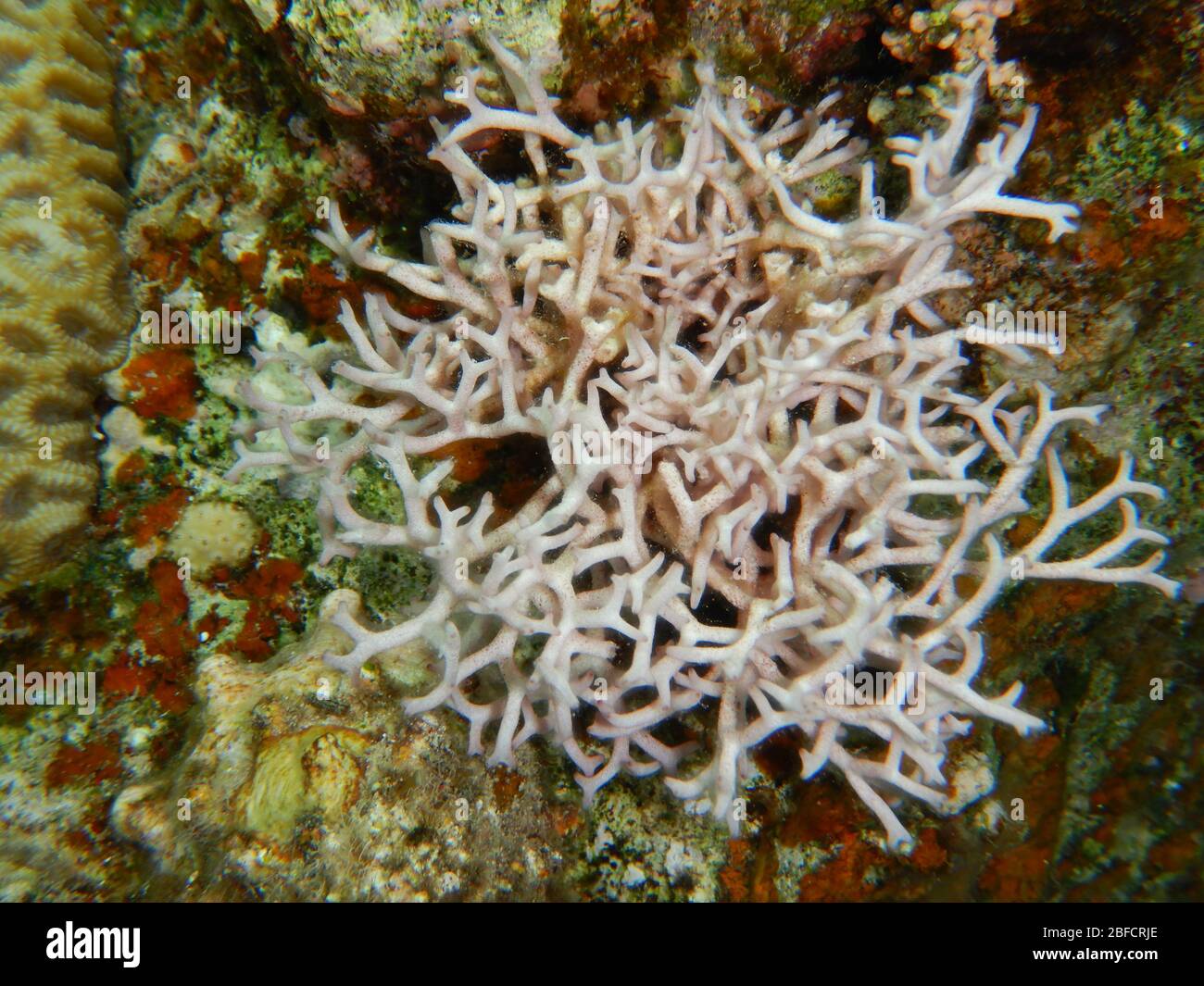 seaweeds, brown algae, macroalgae Stock Photo - Alamy