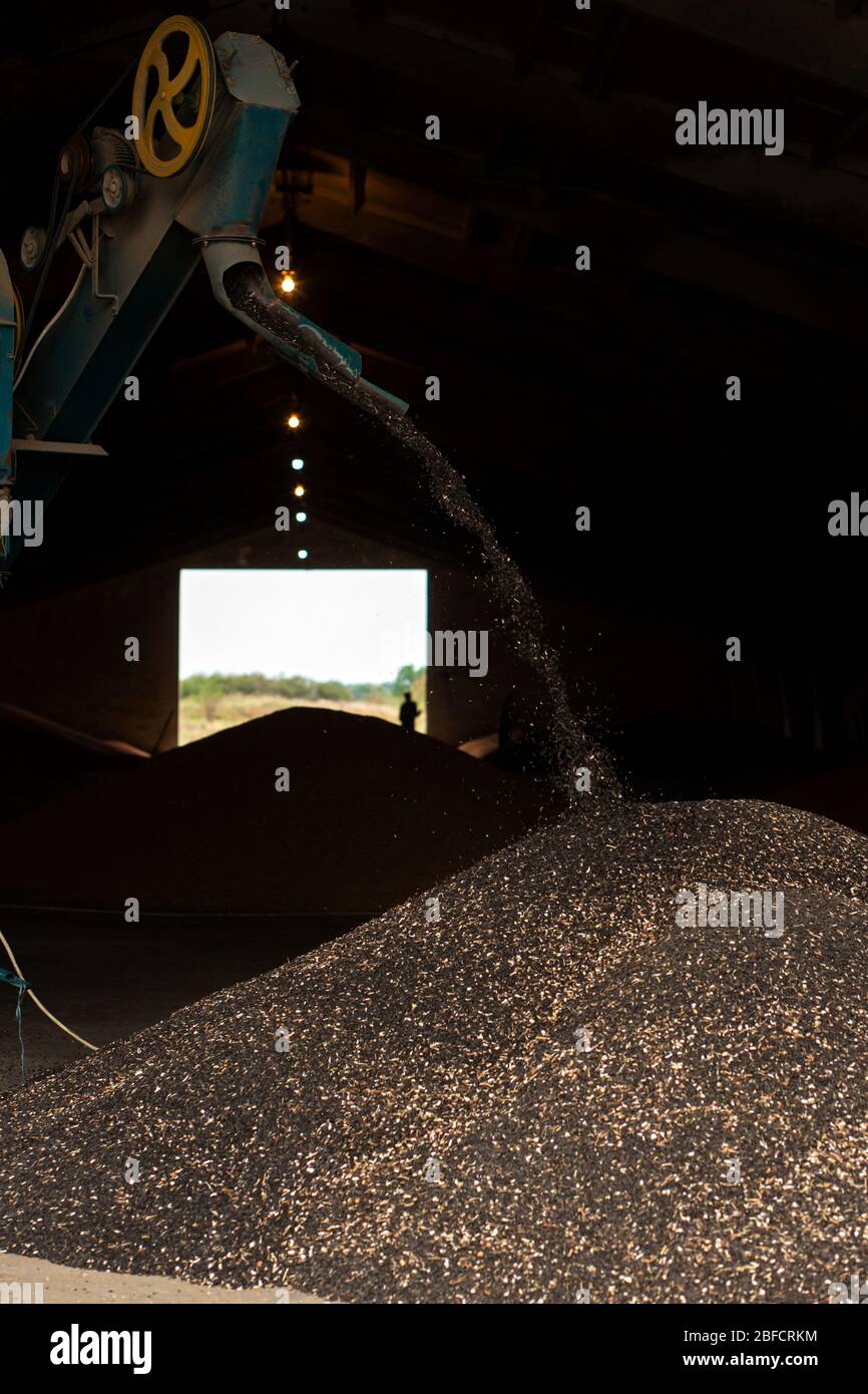 Sunflower Seeds Extract Machine at Charles Casale blog