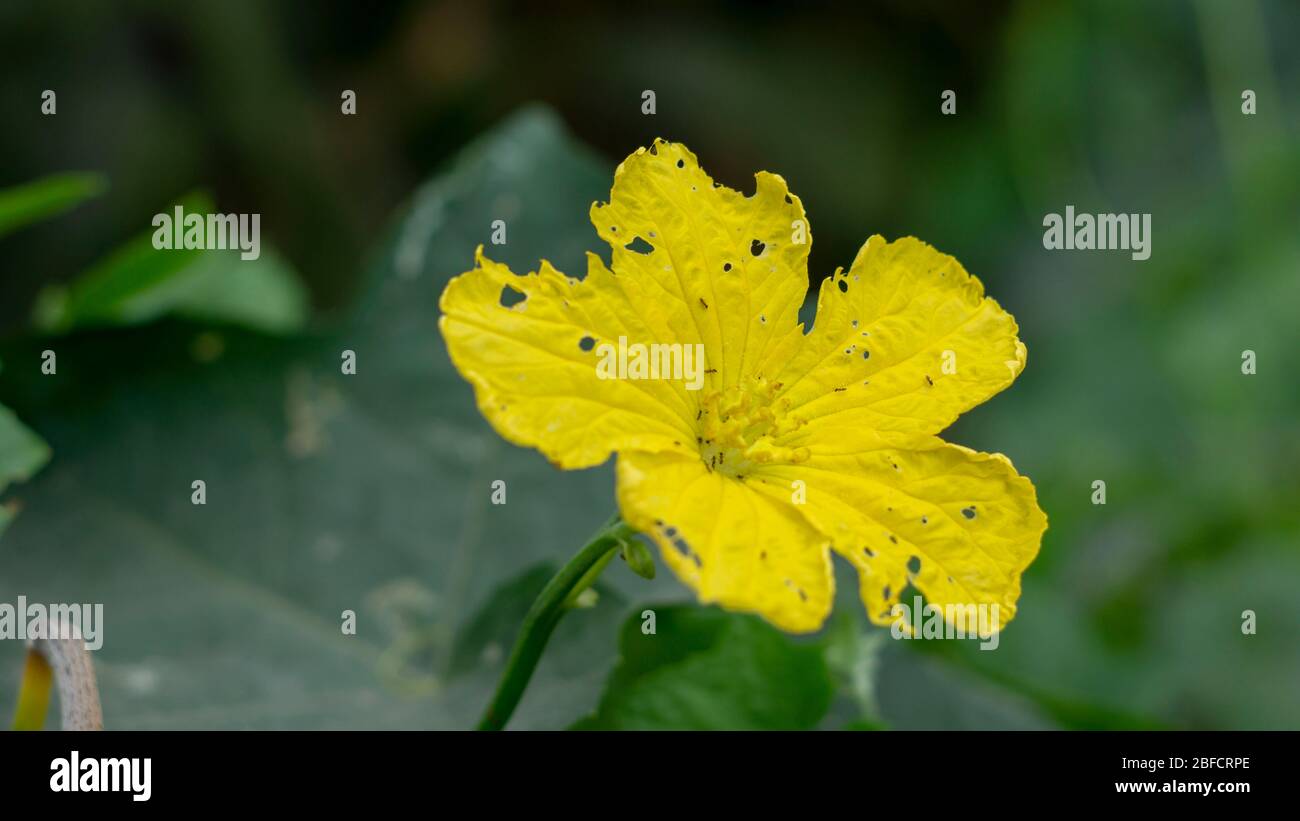 petals on the colorful forest and flower scene in Vietnam Stock Photo ...