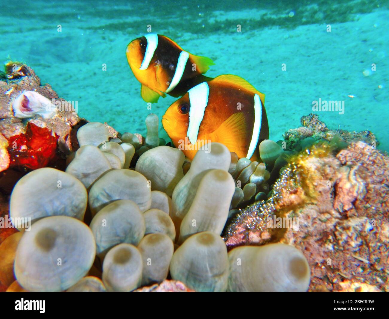 Amphiprioninae, Clownfish or anemonefish Stock Photo - Alamy