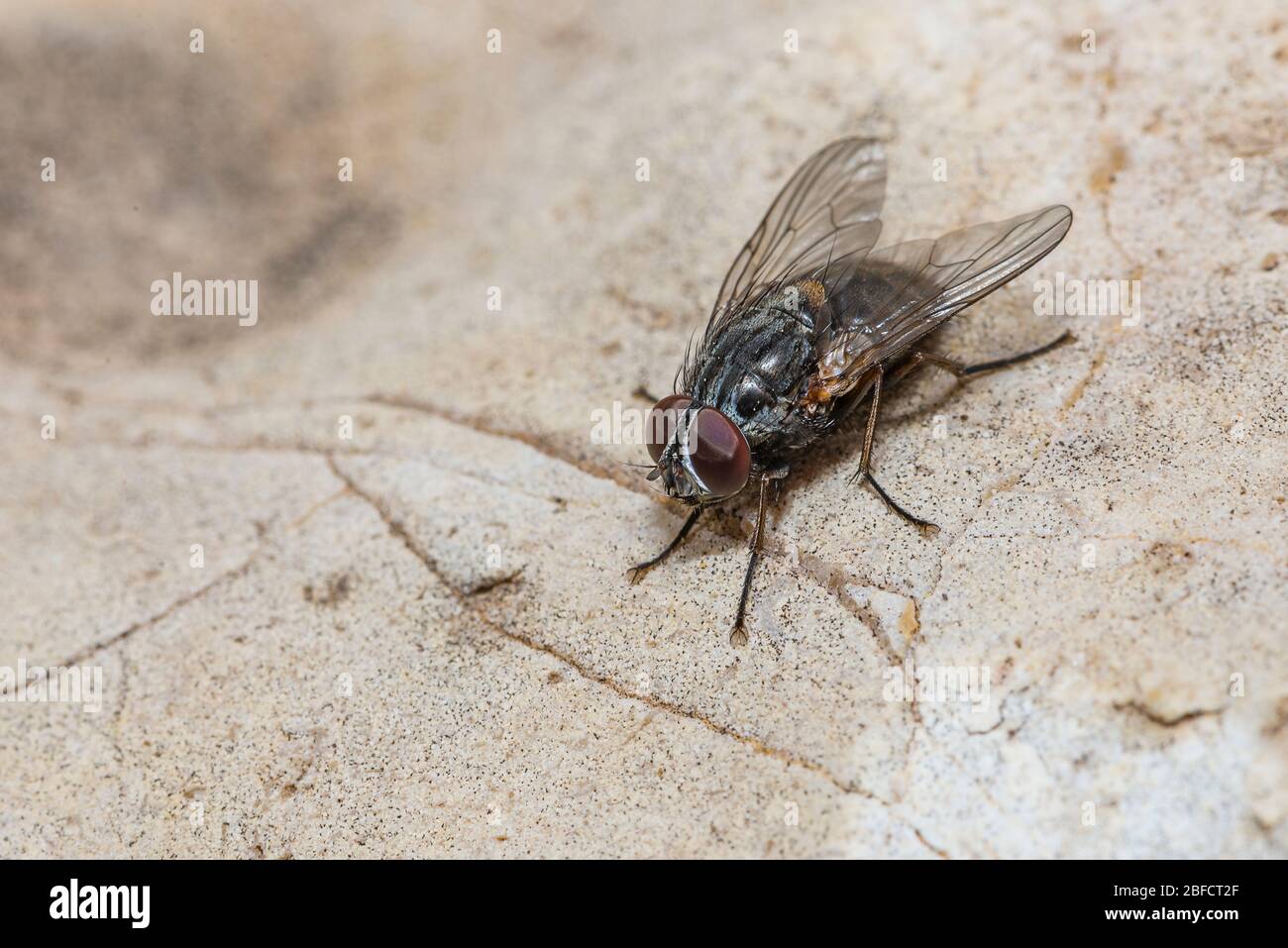 Carrion Fly High Resolution Stock Photography and Images - Alamy