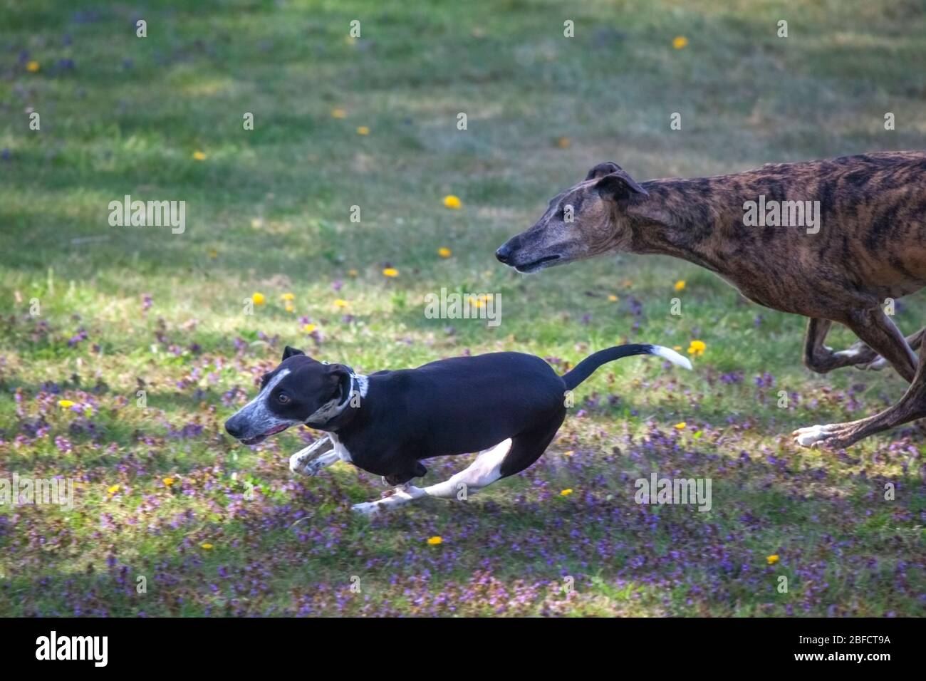 Greyhound running background hi-res stock photography and images - Alamy